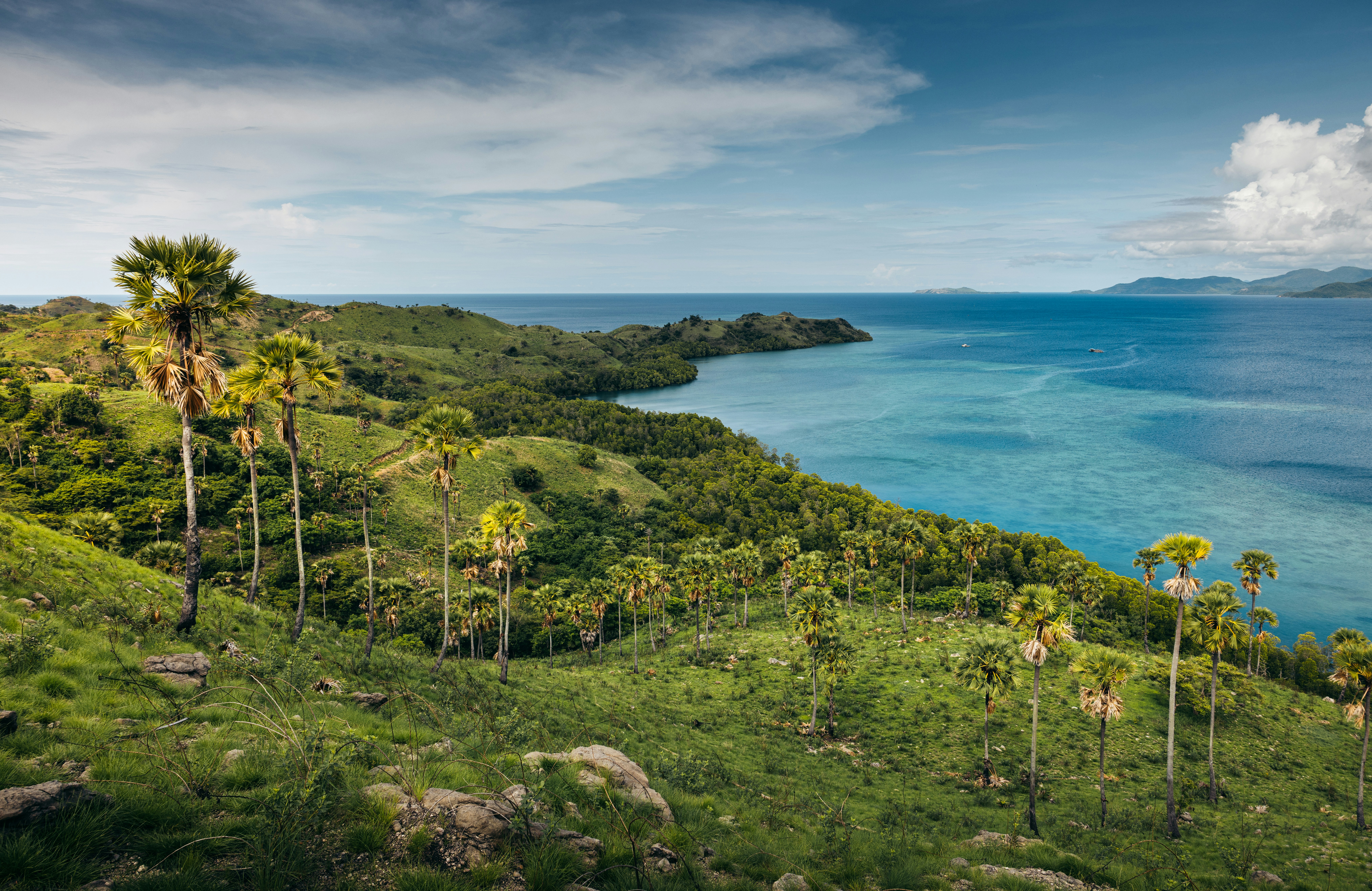 Vibrant green hills dotted with tall palm trees overlooking a serene turquoise bay.
