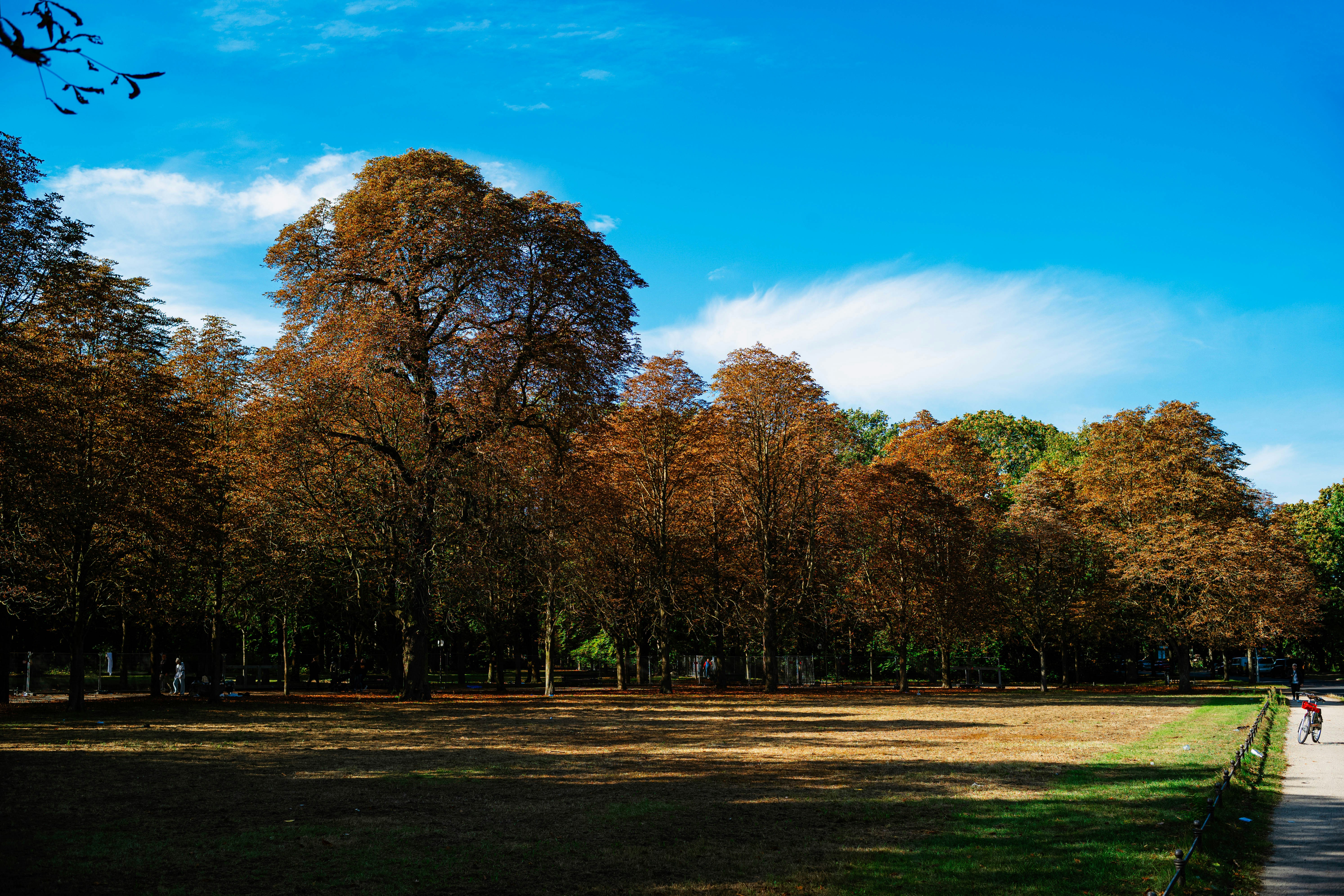 A park filled with lots of trees next to a road photo – Free Grass ...