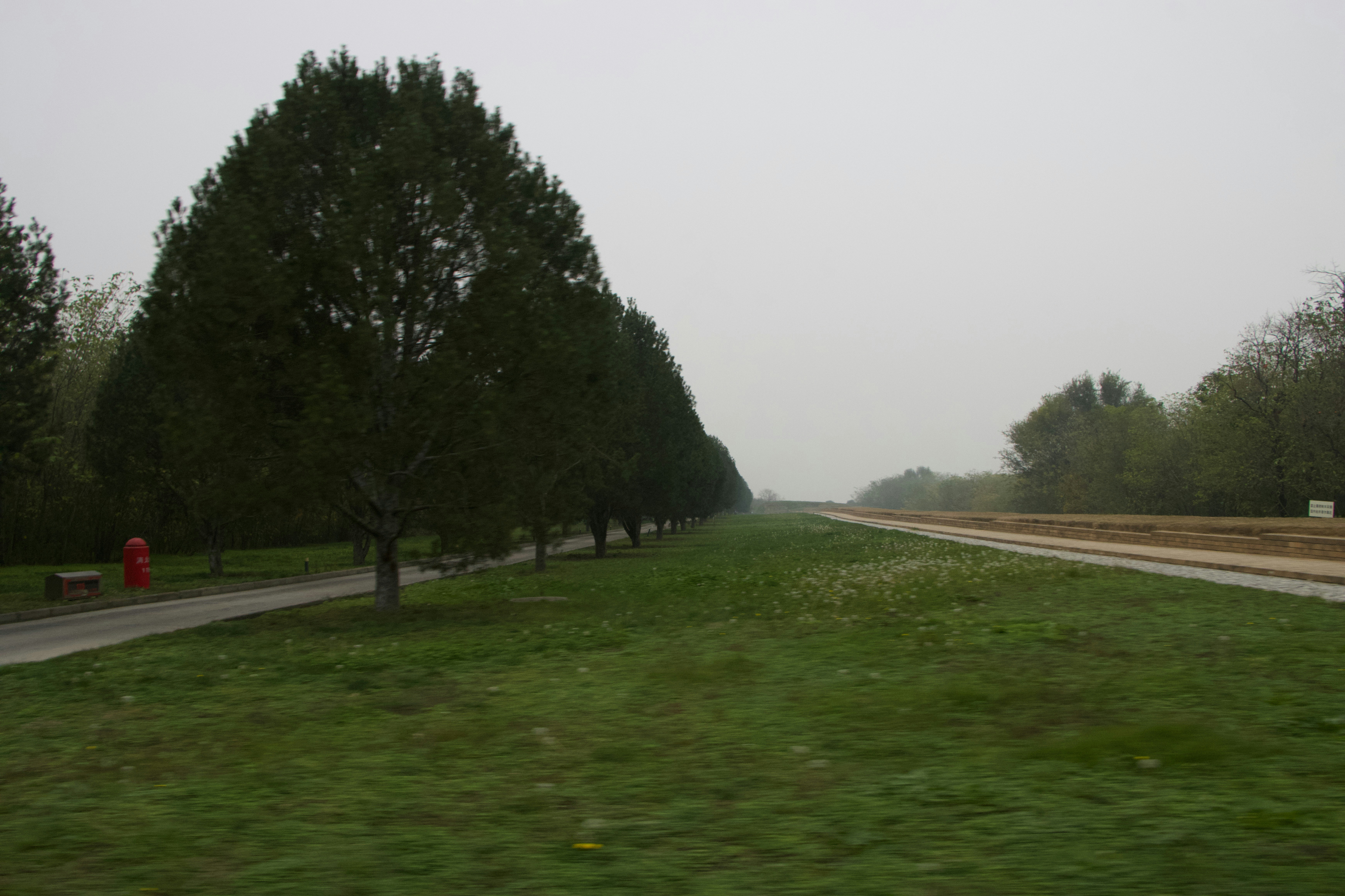 Row of trees lining a foggy pathway with lush green grass in an overcast park.
