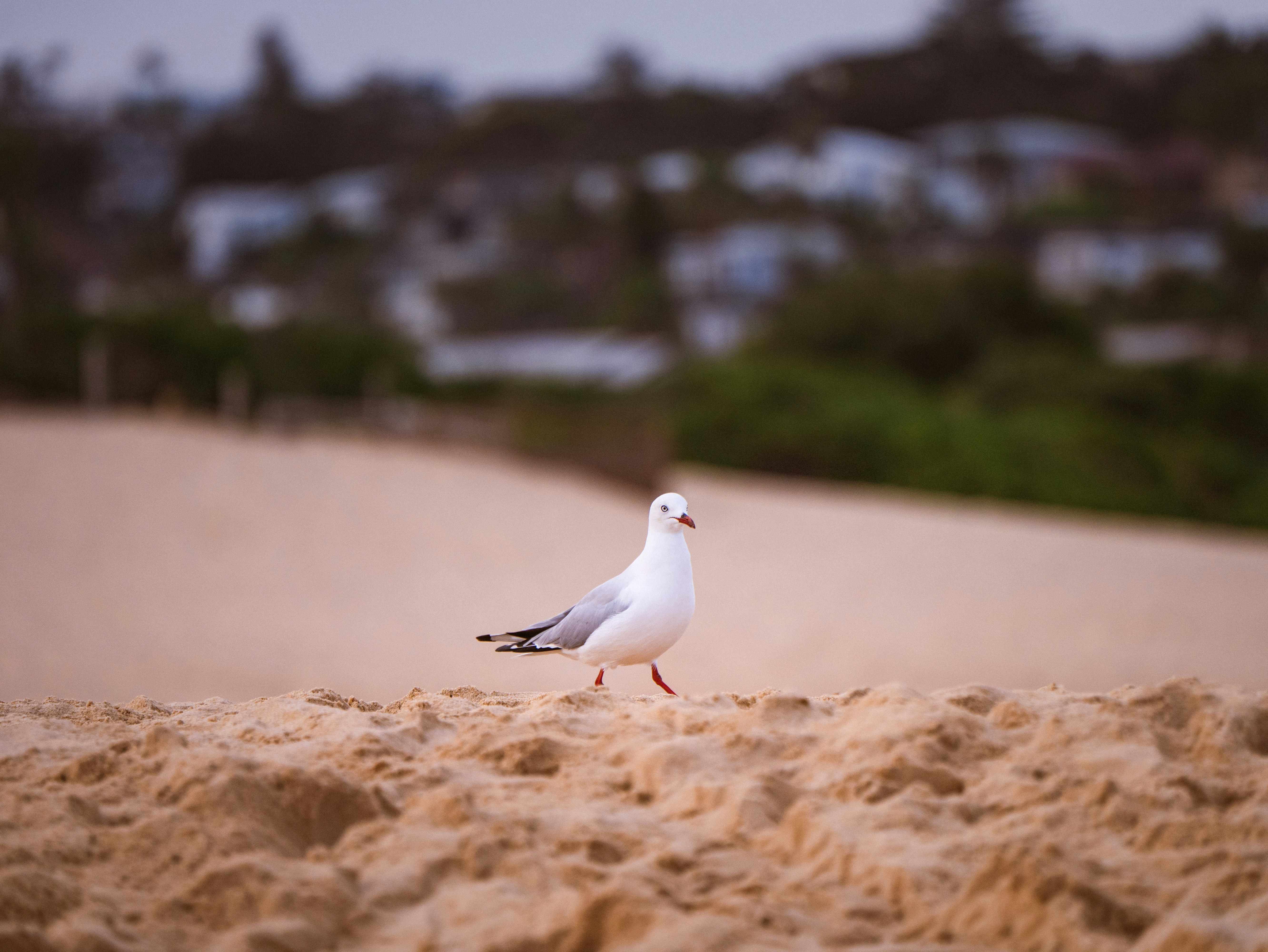 Gull on the Edge: Seaside Sand with a Suburban Backdrop