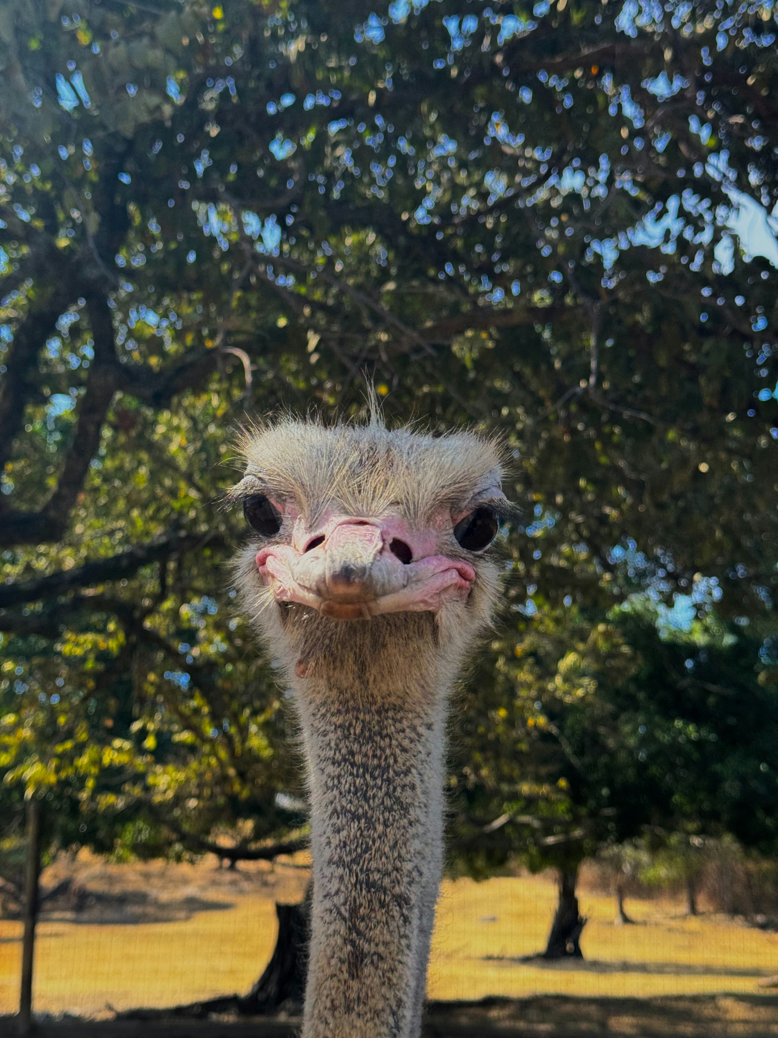 An ostrich is standing in front of a tree photo – Free Animal Image on ...