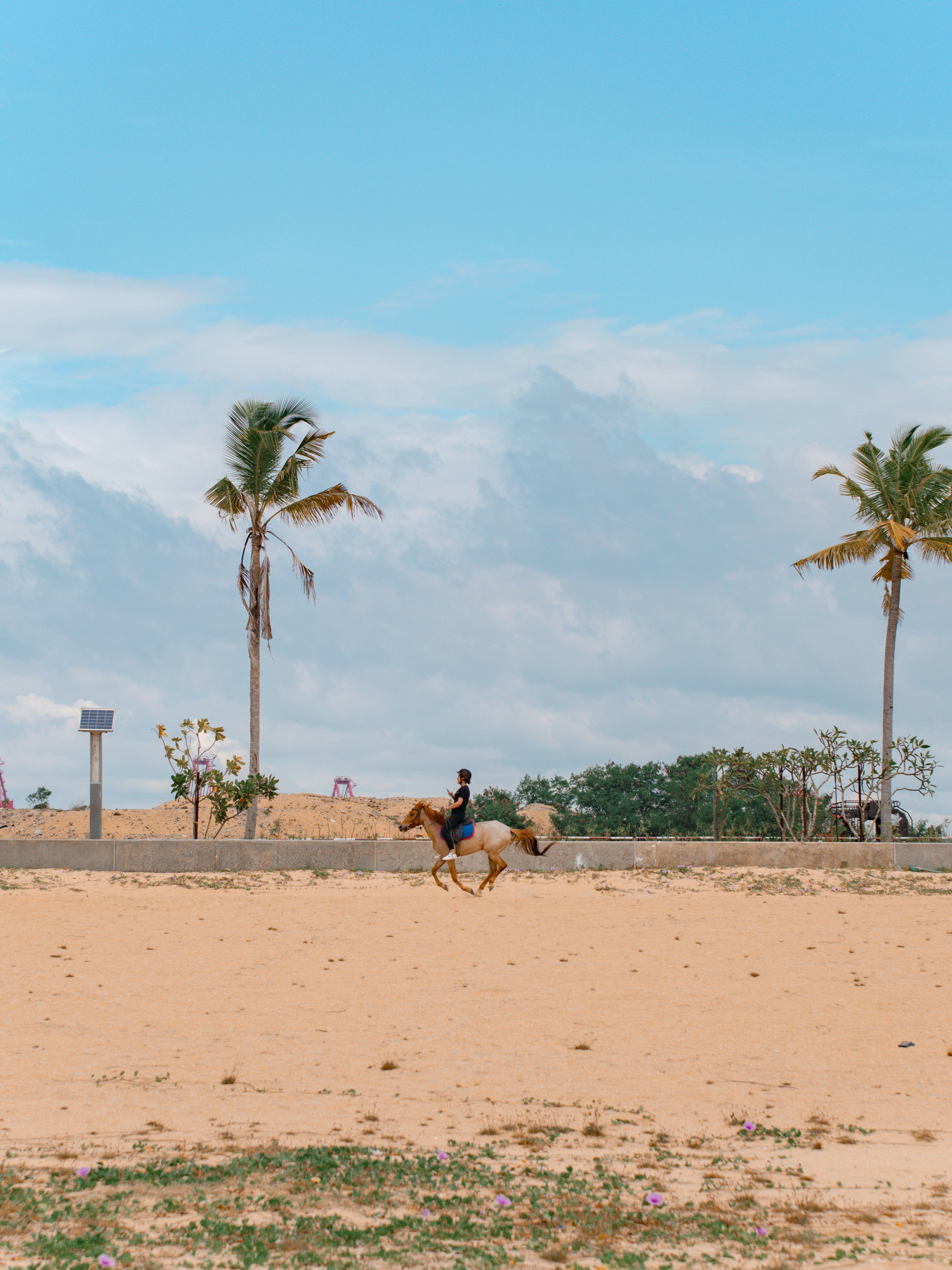 Beachbound Gallop under Palms: A Rider Traces a Quiet Shore
