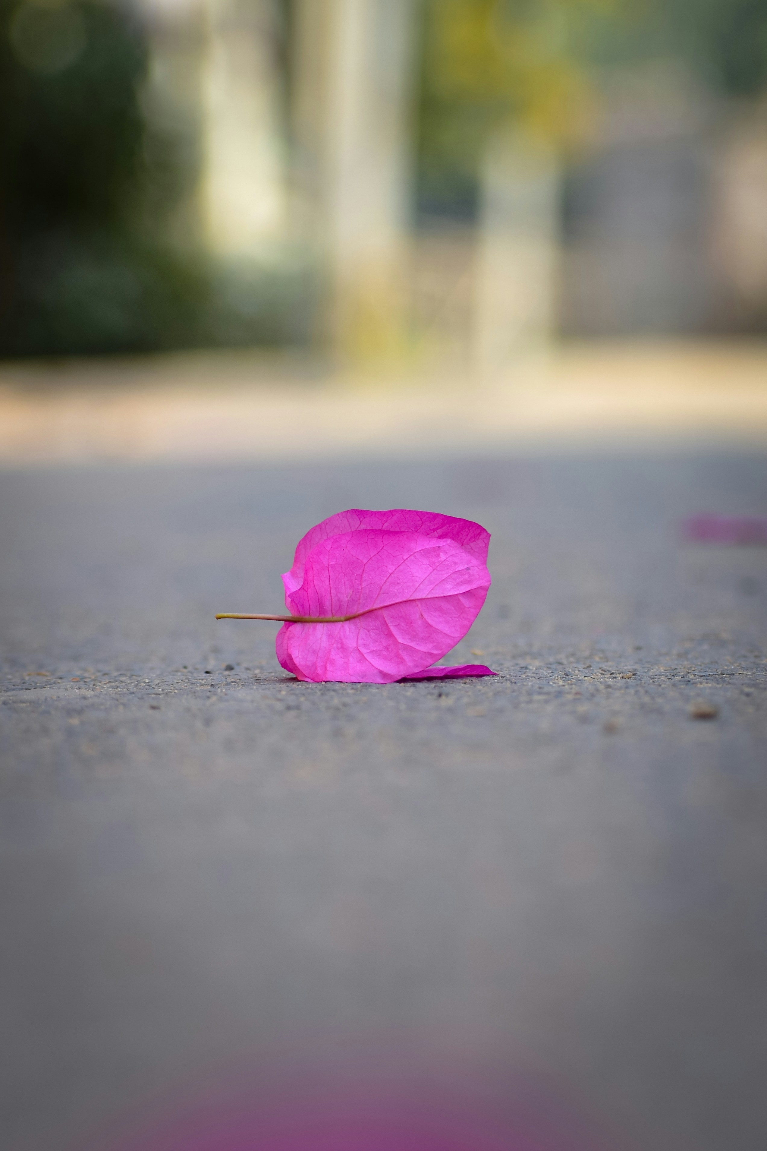 Petal on the Pavement: a Magenta Moment in Soft Focus