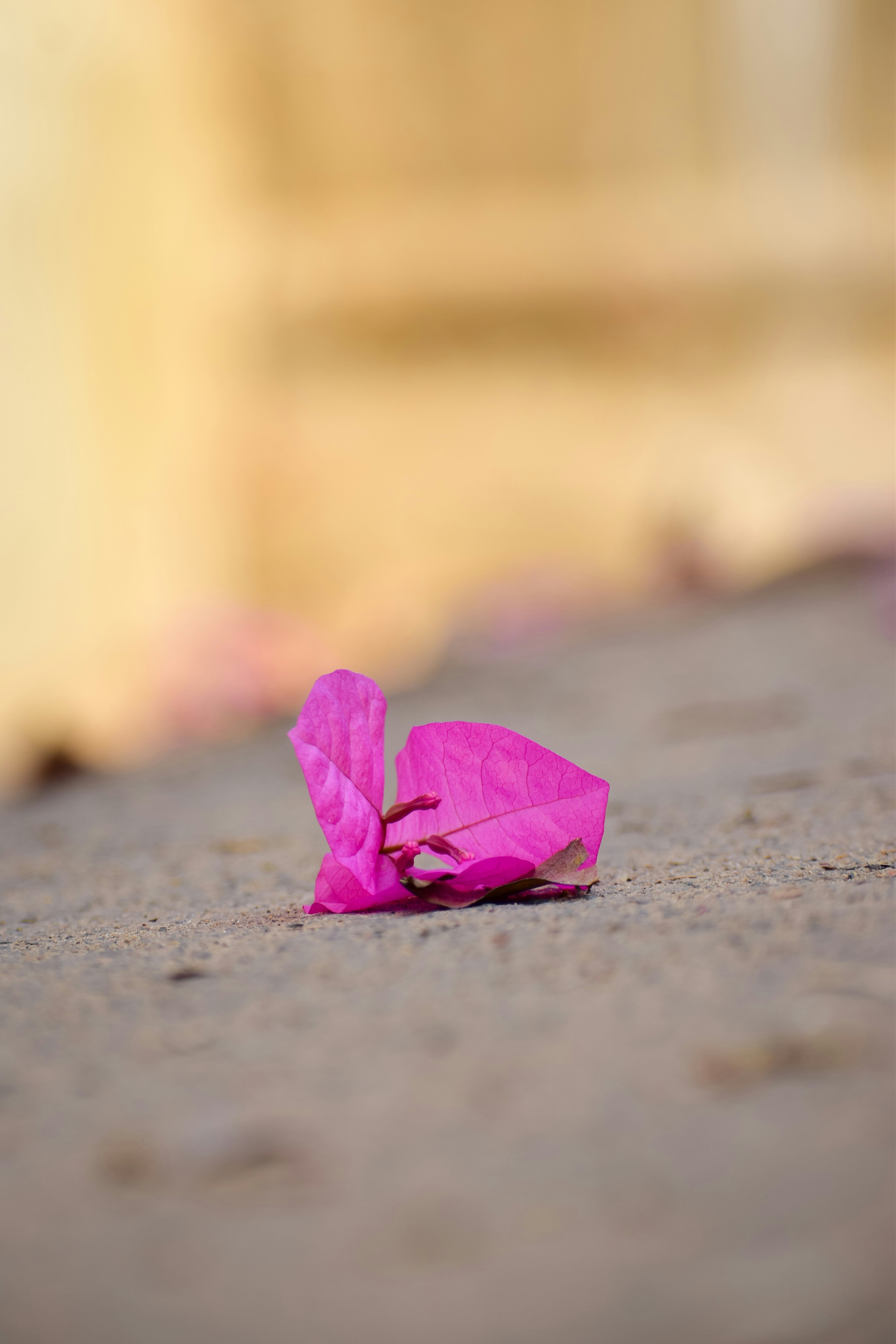 Single Magenta Petal on a Quiet Concrete Path
