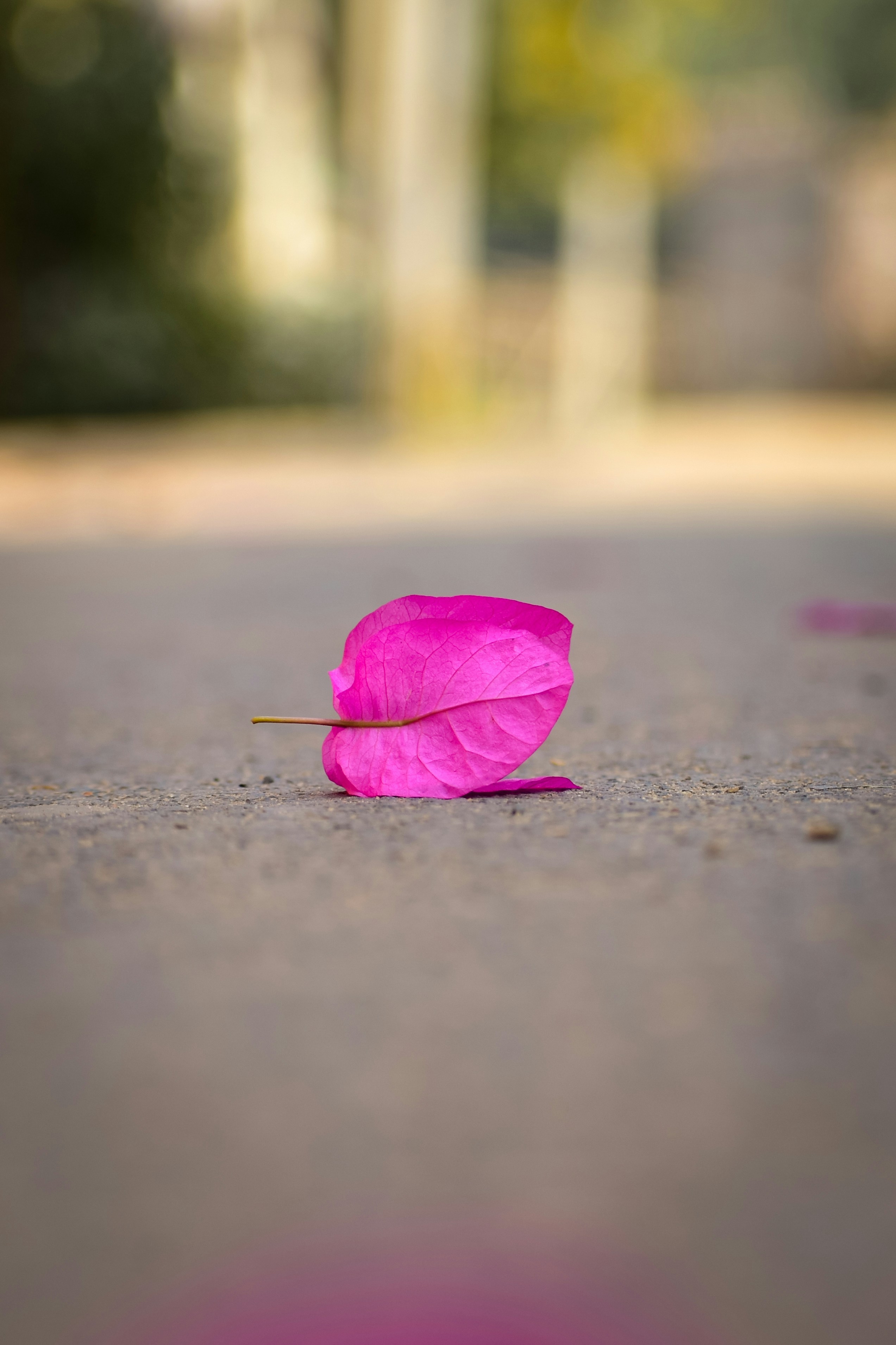 Magenta Leaf on Asphalt: A Quiet Color Note in Daylight