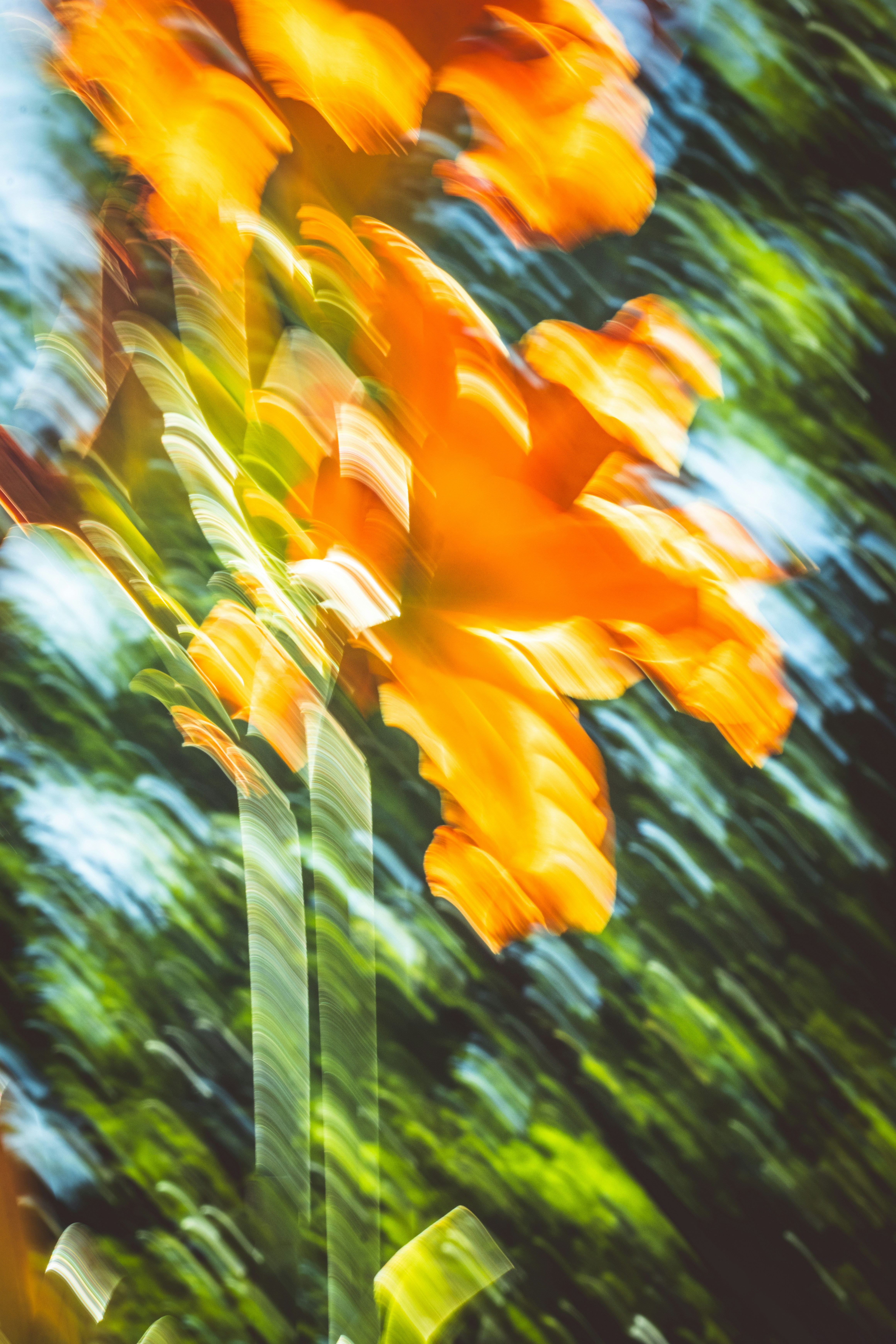 Abstract floral shapes in vibrant orange and green create a dynamic swirl against a blurred backdrop.