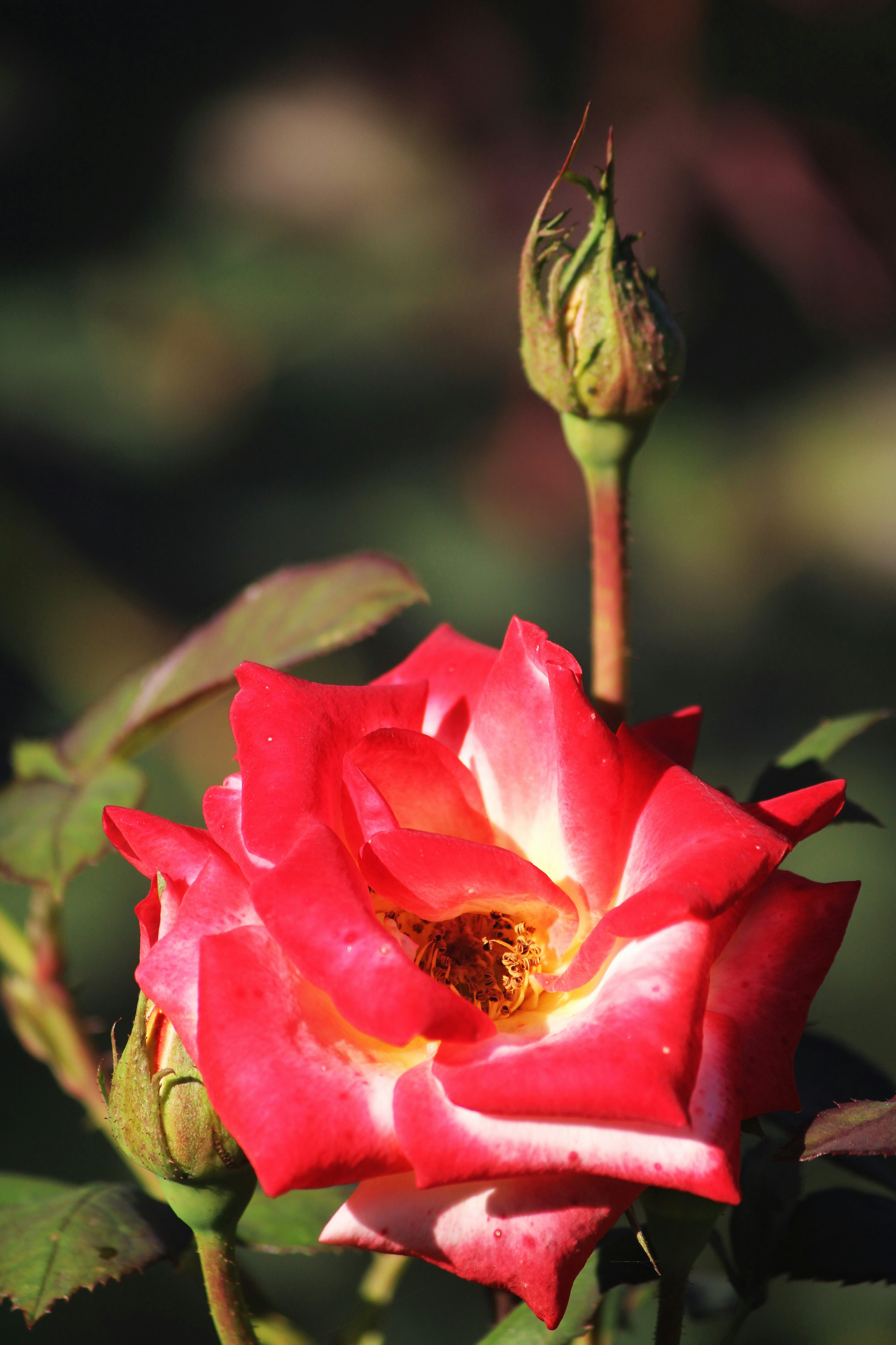 A close up of a red rose with water droplets on it photo – Free Flower ...