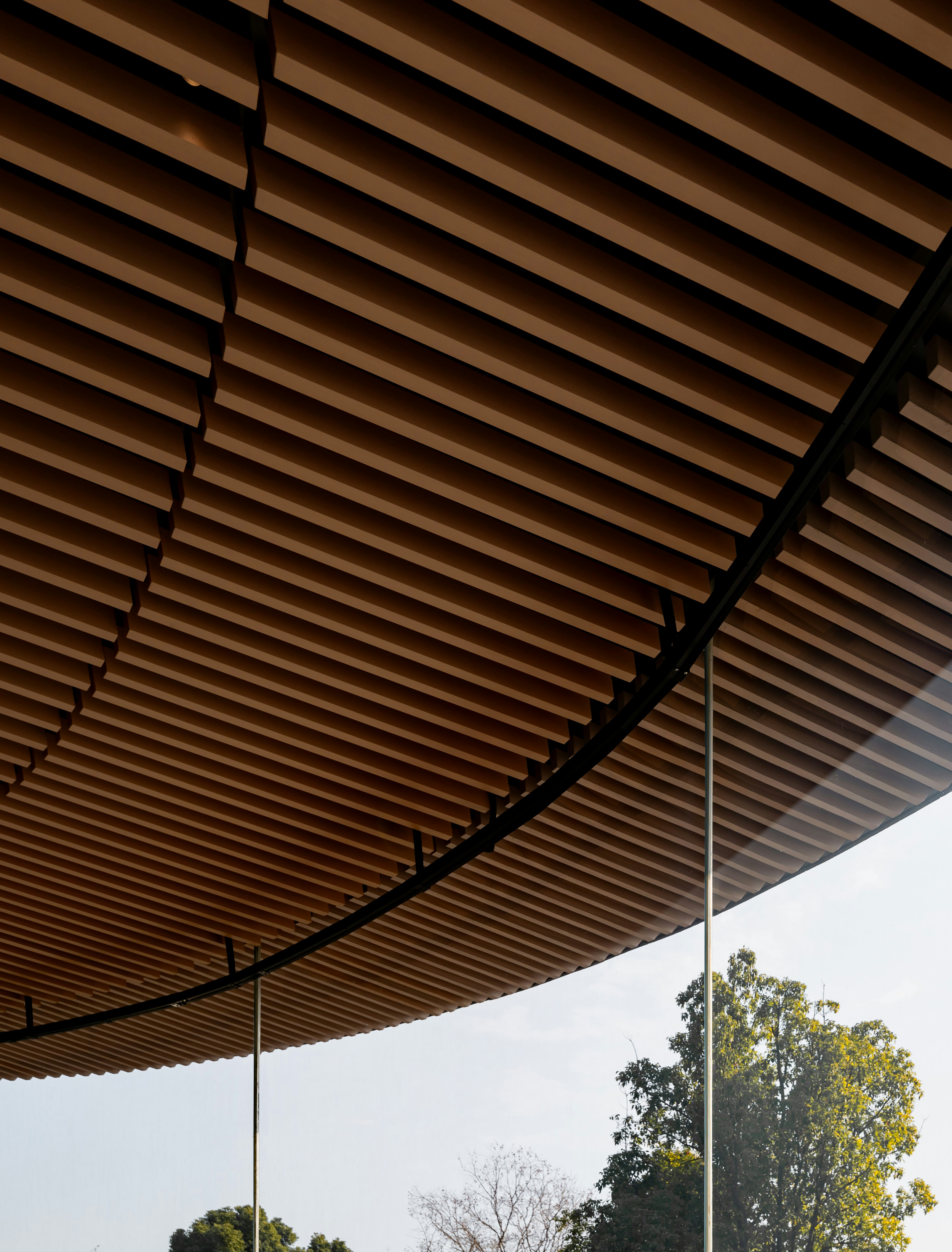 Curved Timber Canopy: Lines, Light, and a Quiet Plaza
