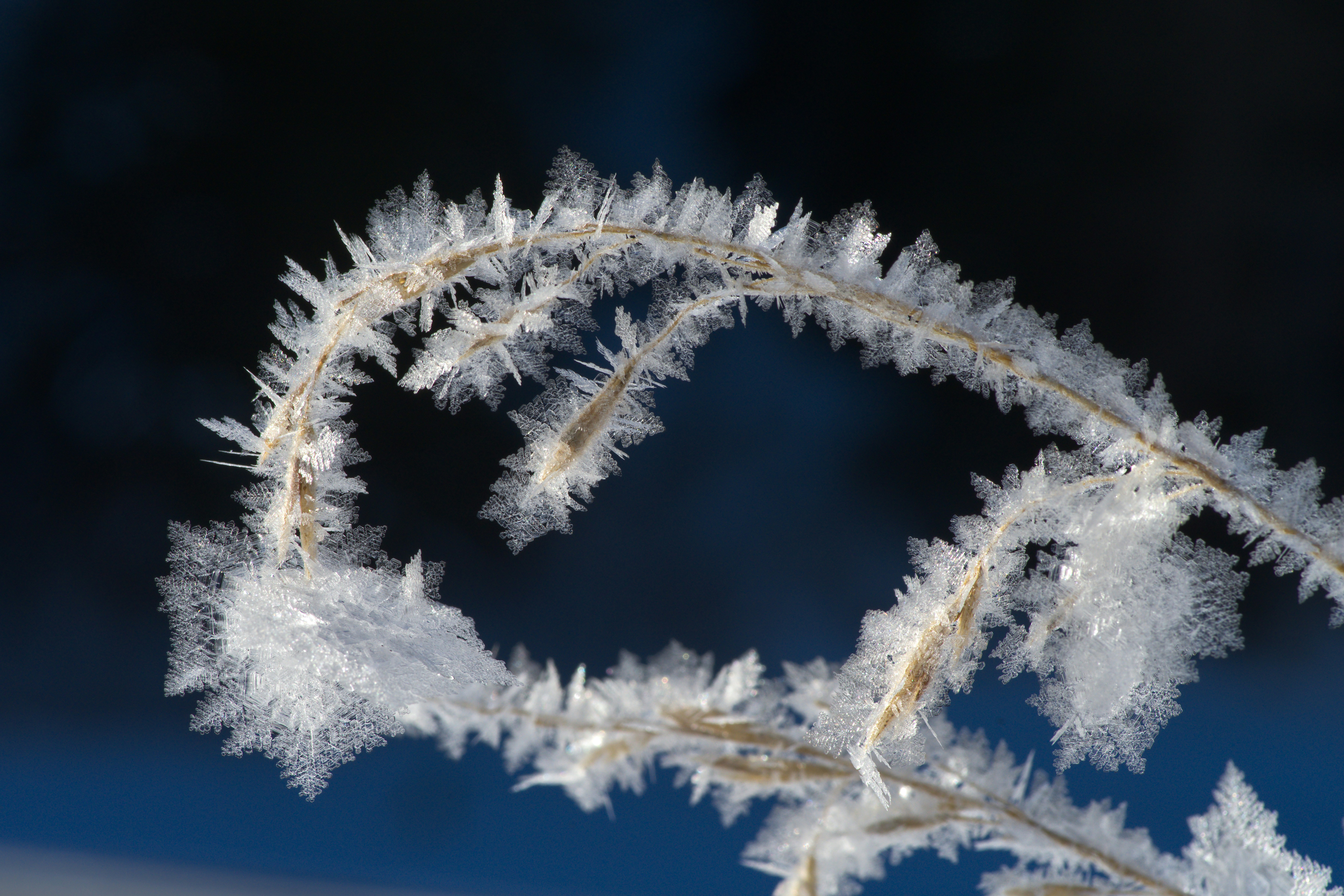 Ice-fringed Noose: Crystal Fronds on a Frosted Twig