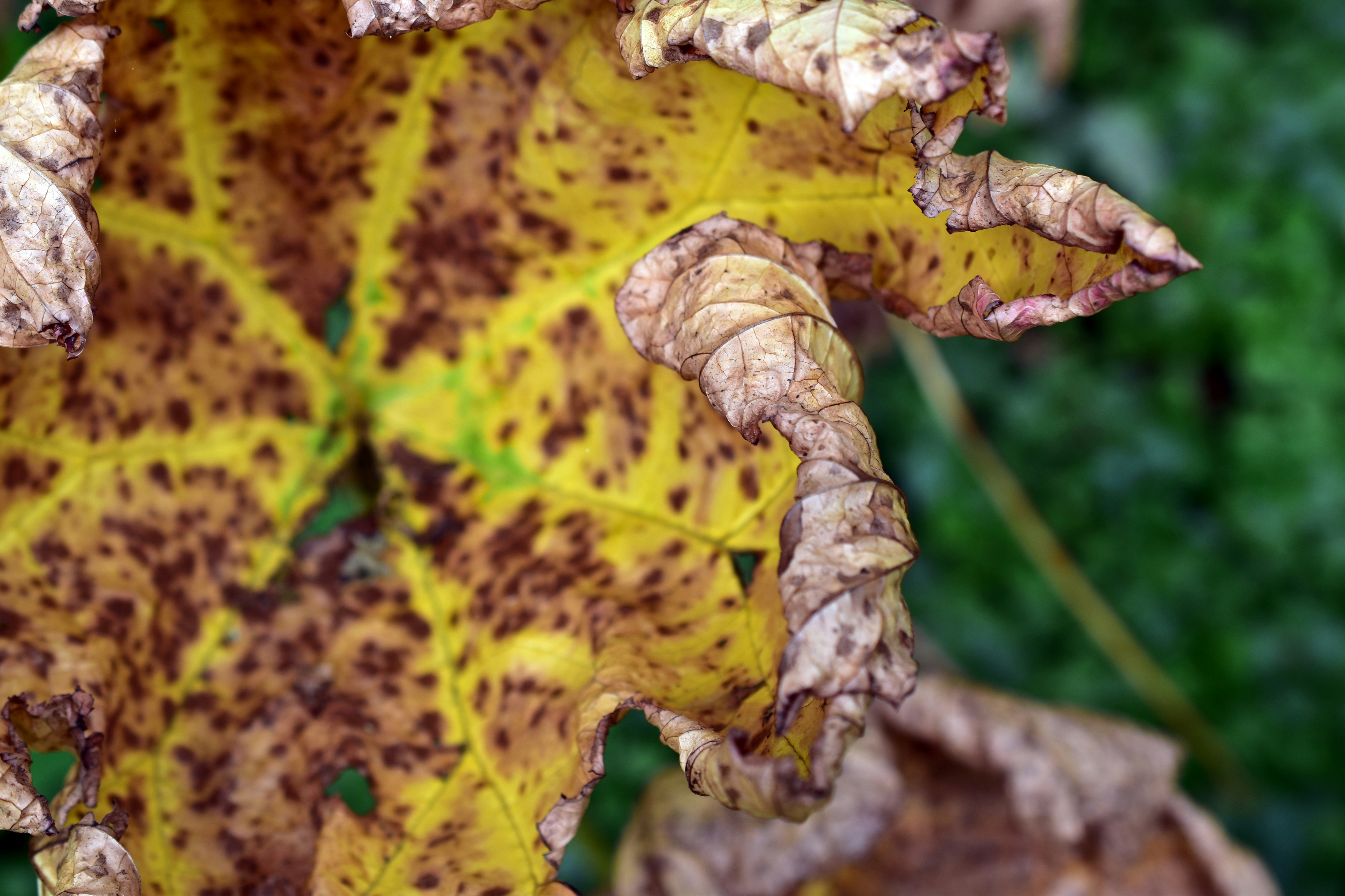 A withered leaf (Drought - sunburn - plant)