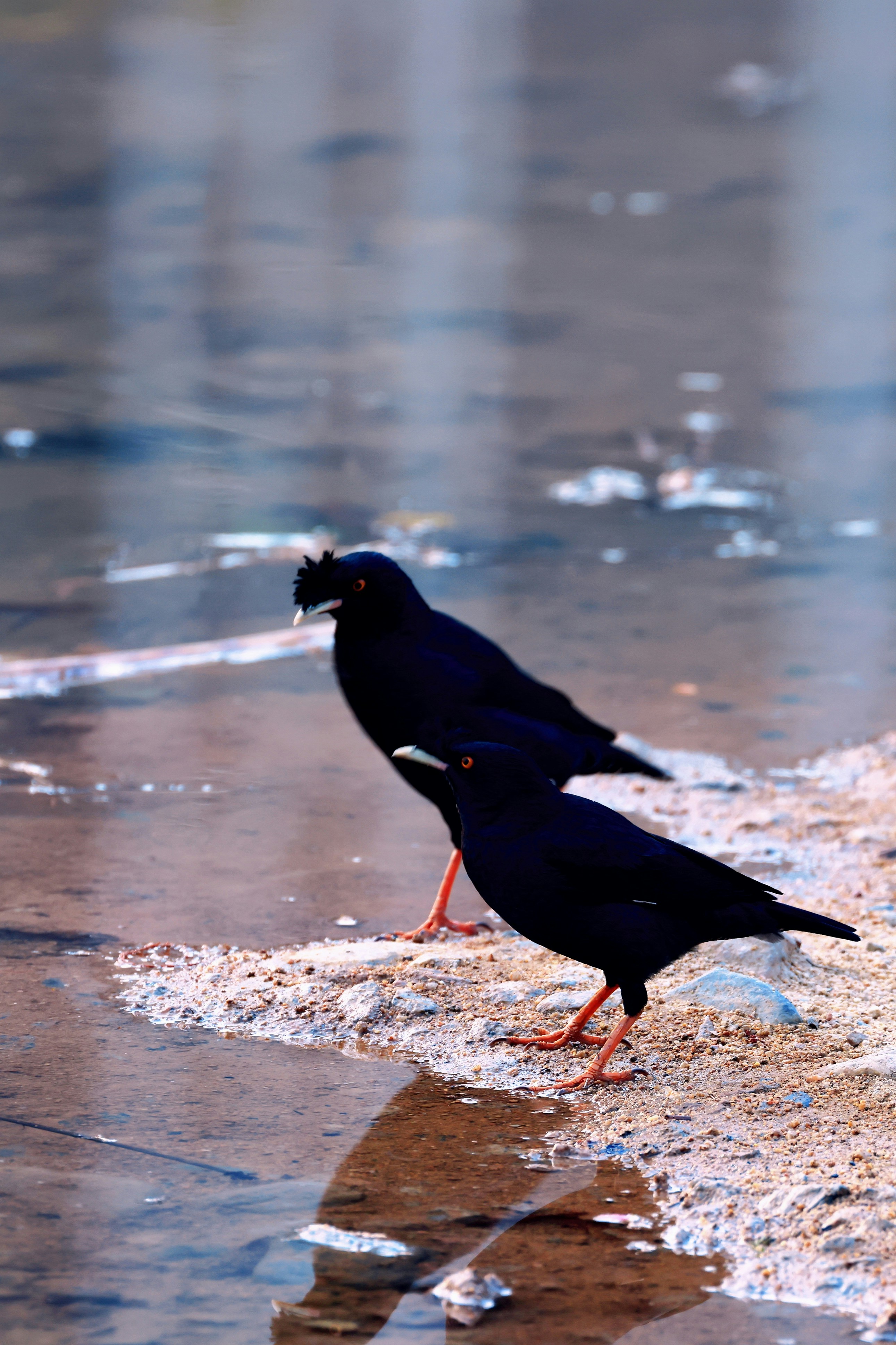 Two crow-like birds guard the shoreline at a misty quay