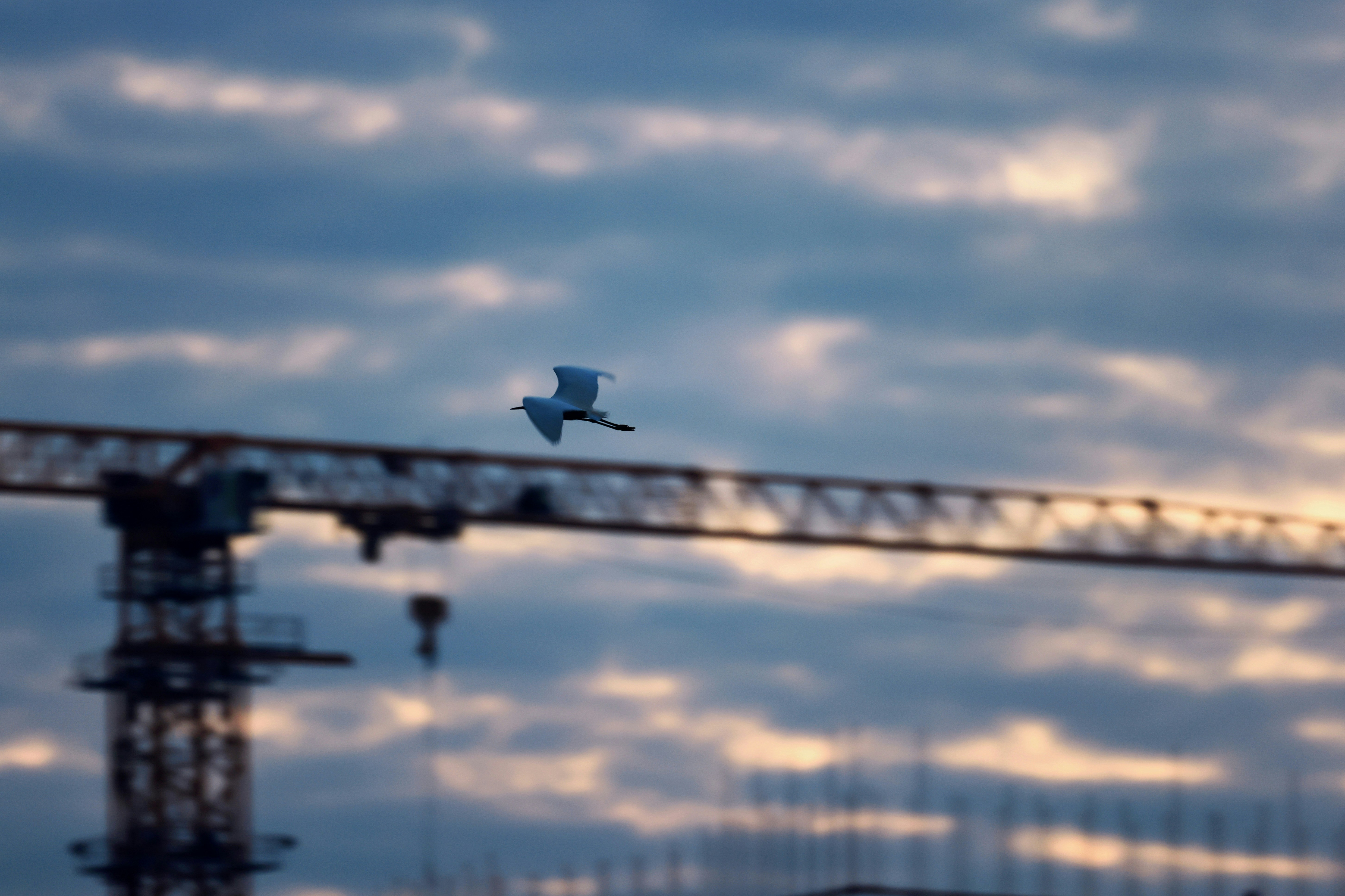 Gull in Flux: Flight over a skeletal crane at blue hour