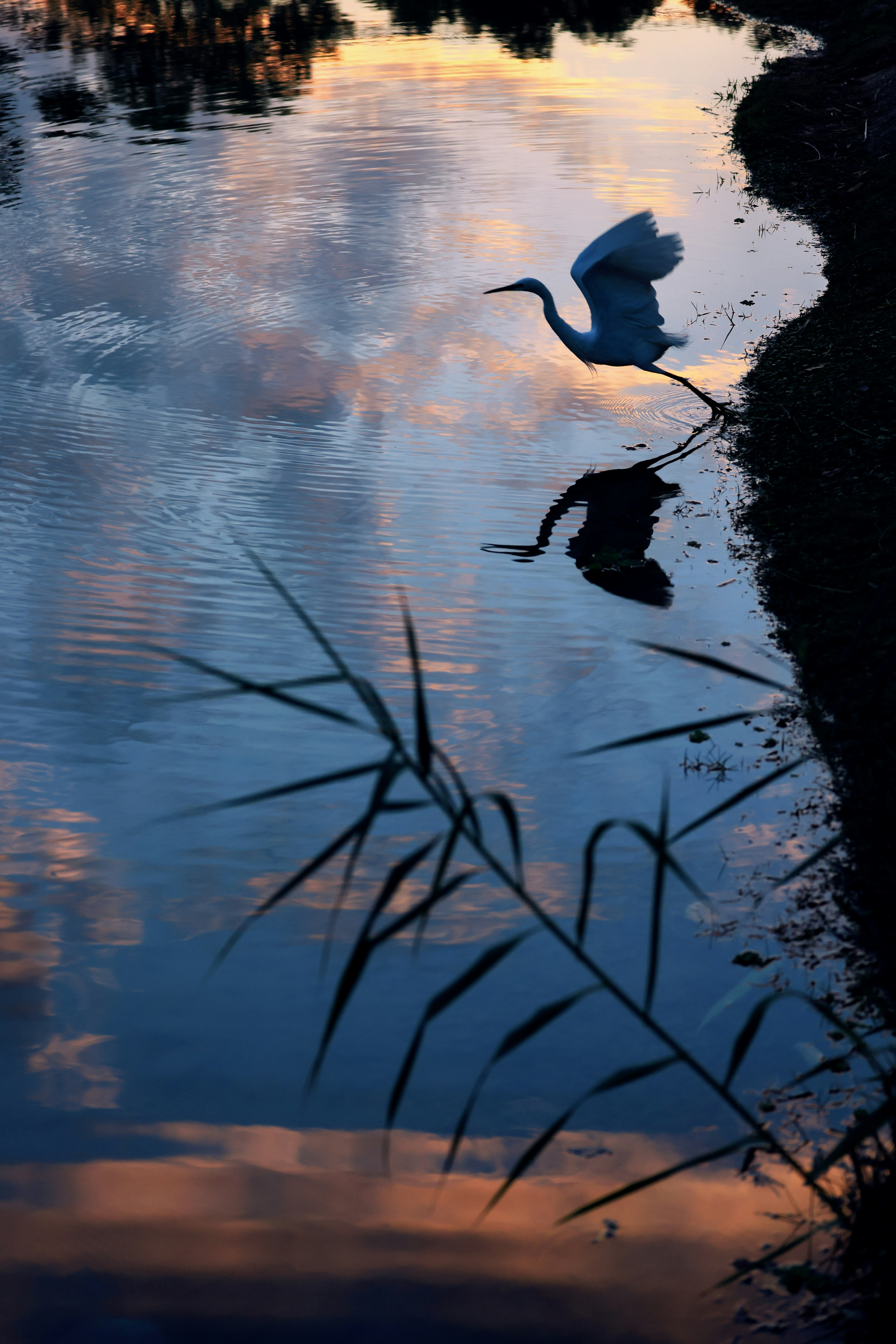 Silhouette of a Heron in Flight Over Sunset-etched Water