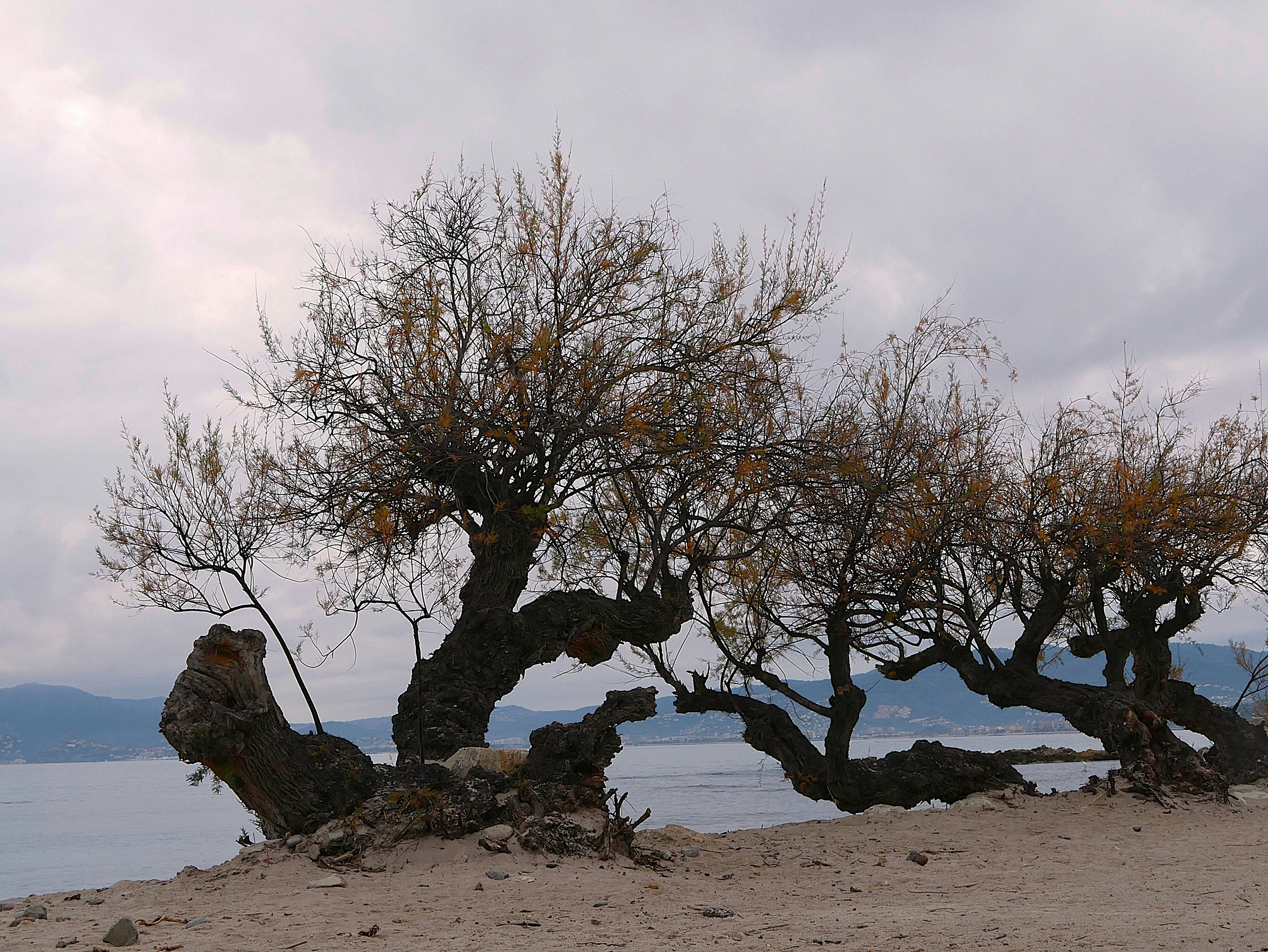 Twisted Serenity: Nature's Sculptural Art