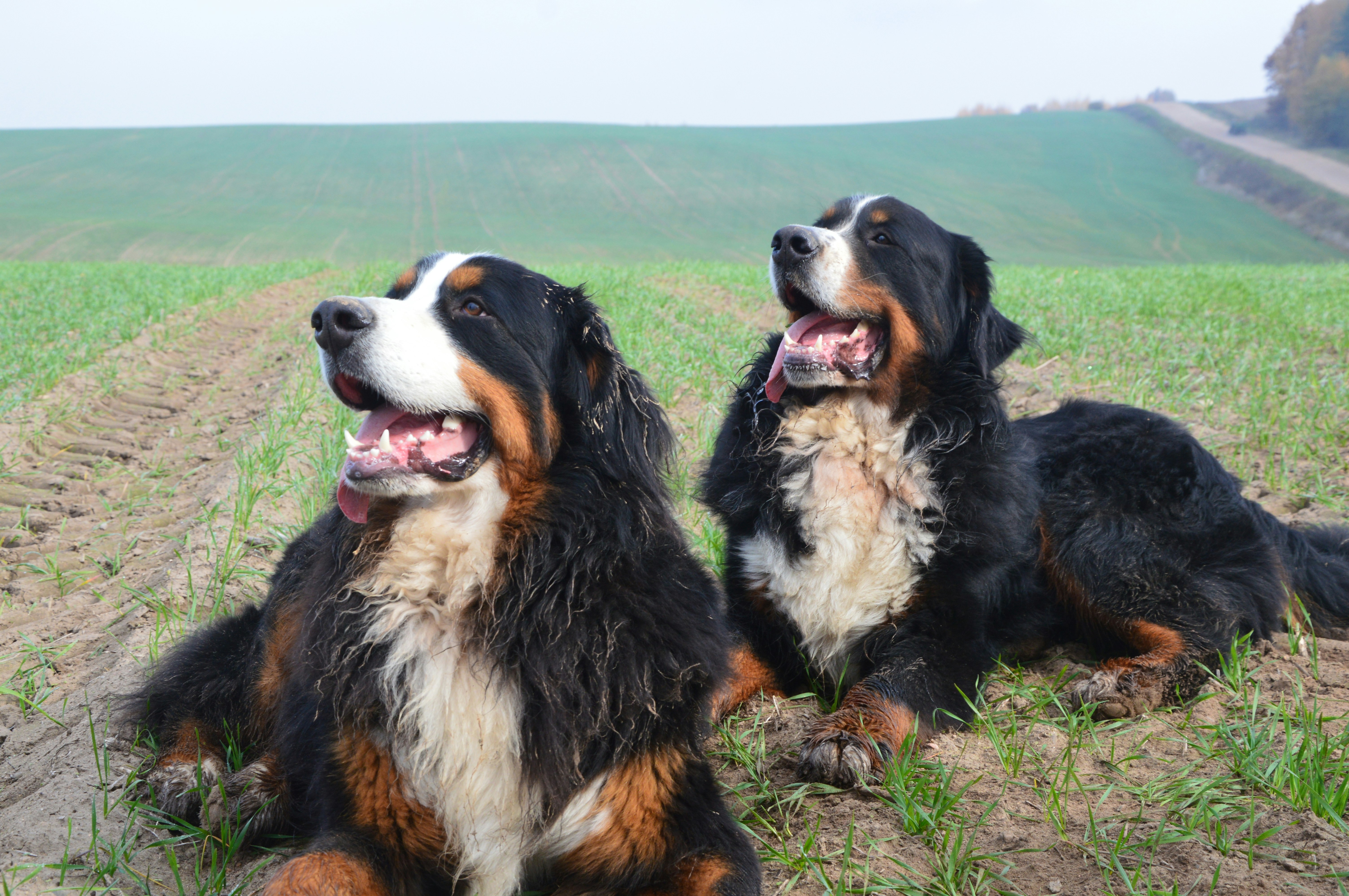 Two dogs sitting in a field with their mouths open photo – Free Grass ...