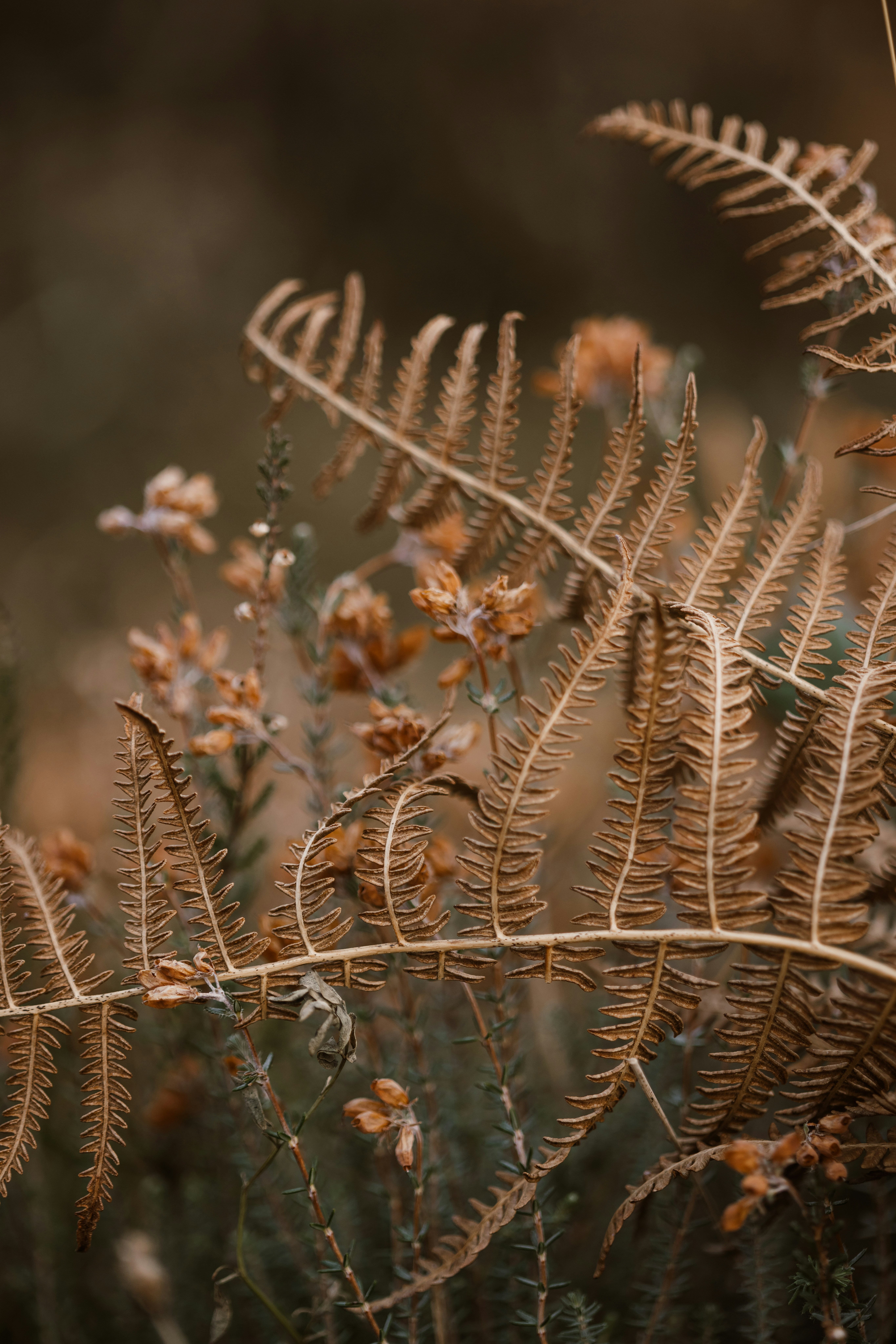 A close up of a plant with a blurry background photo – Free Outdoor ...