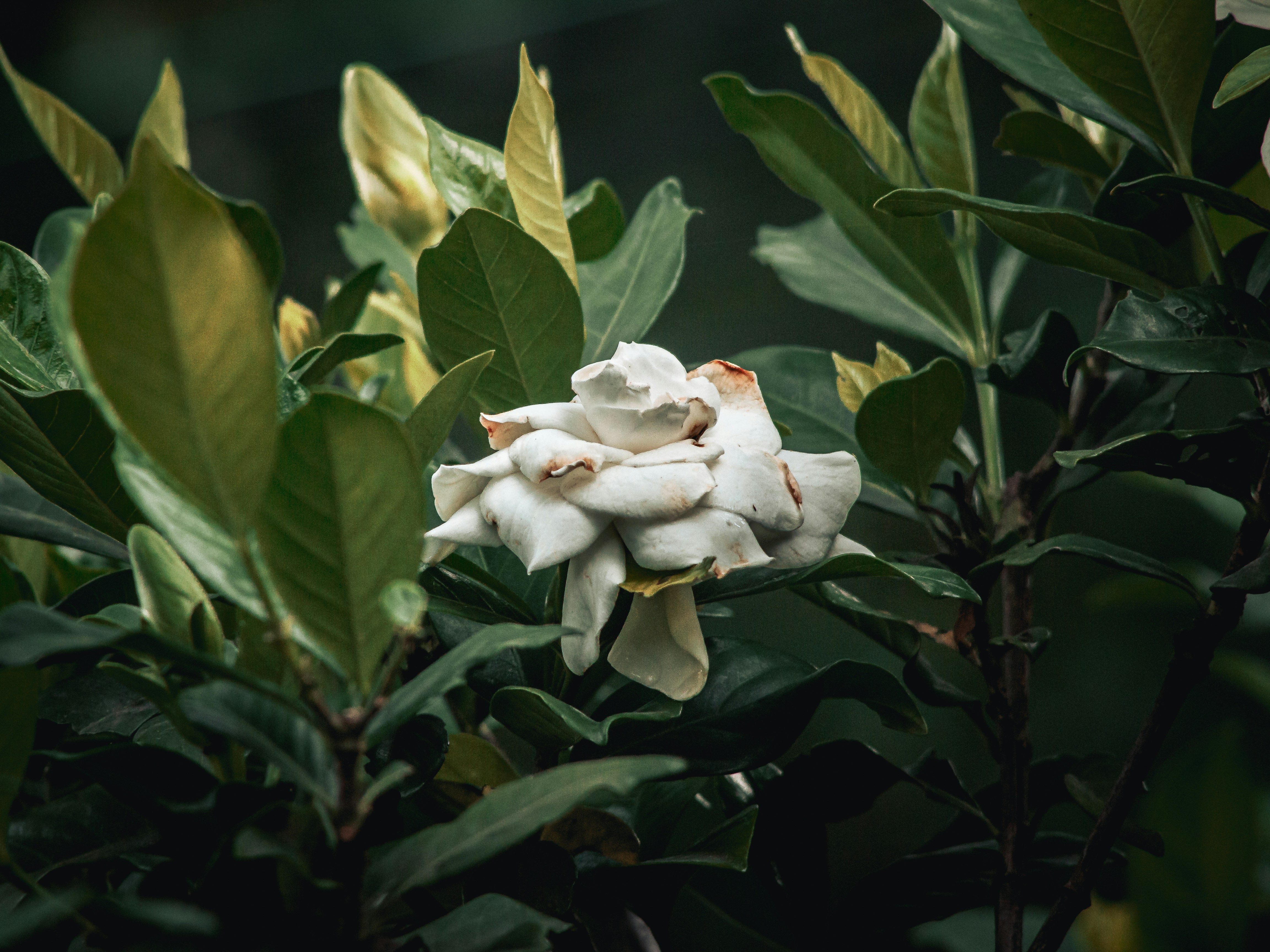 Porcelain Camellia in Dappled Green Shade