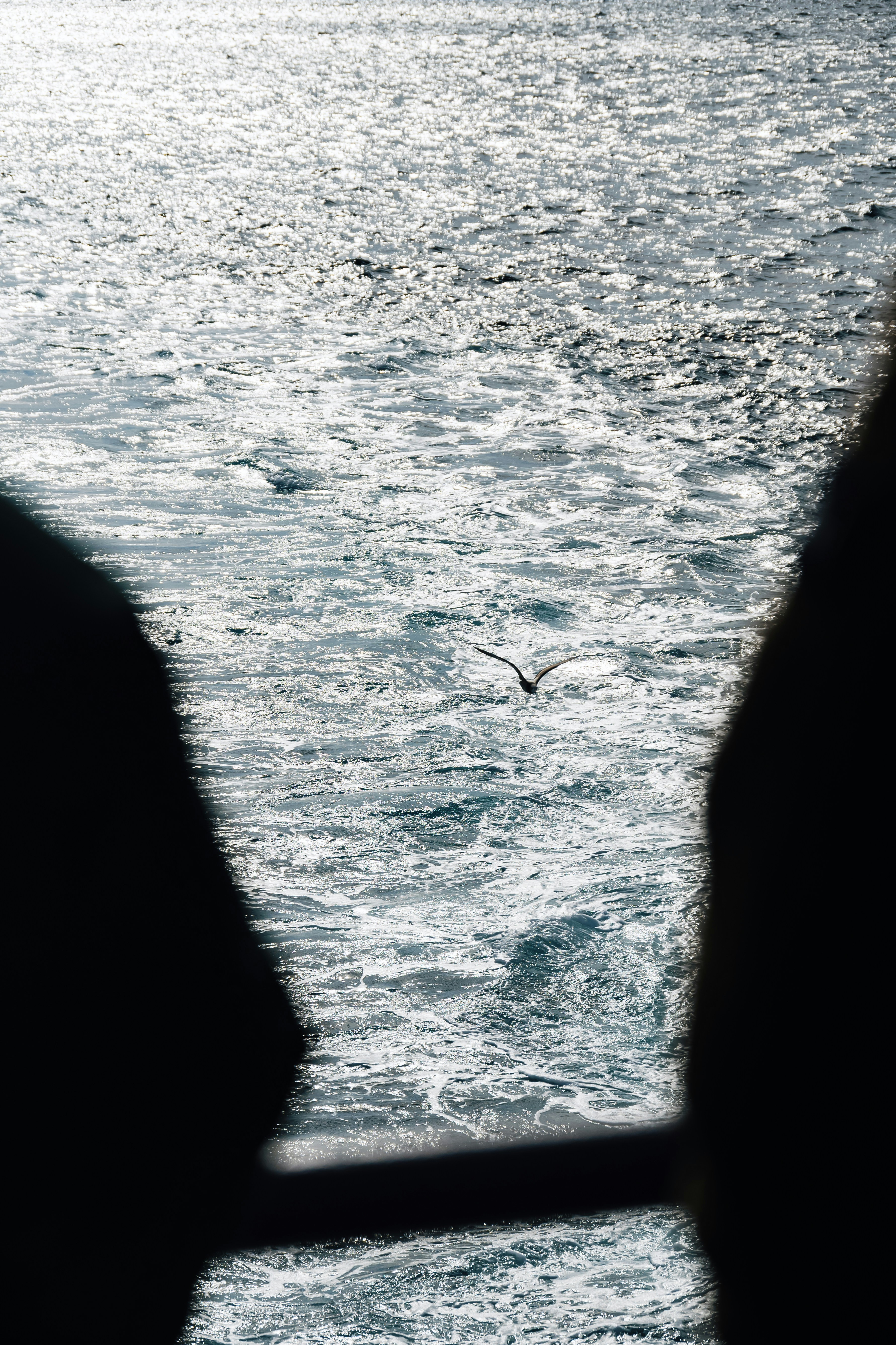 Gull in the Glint: A Narrow Window Over a Silver Sea