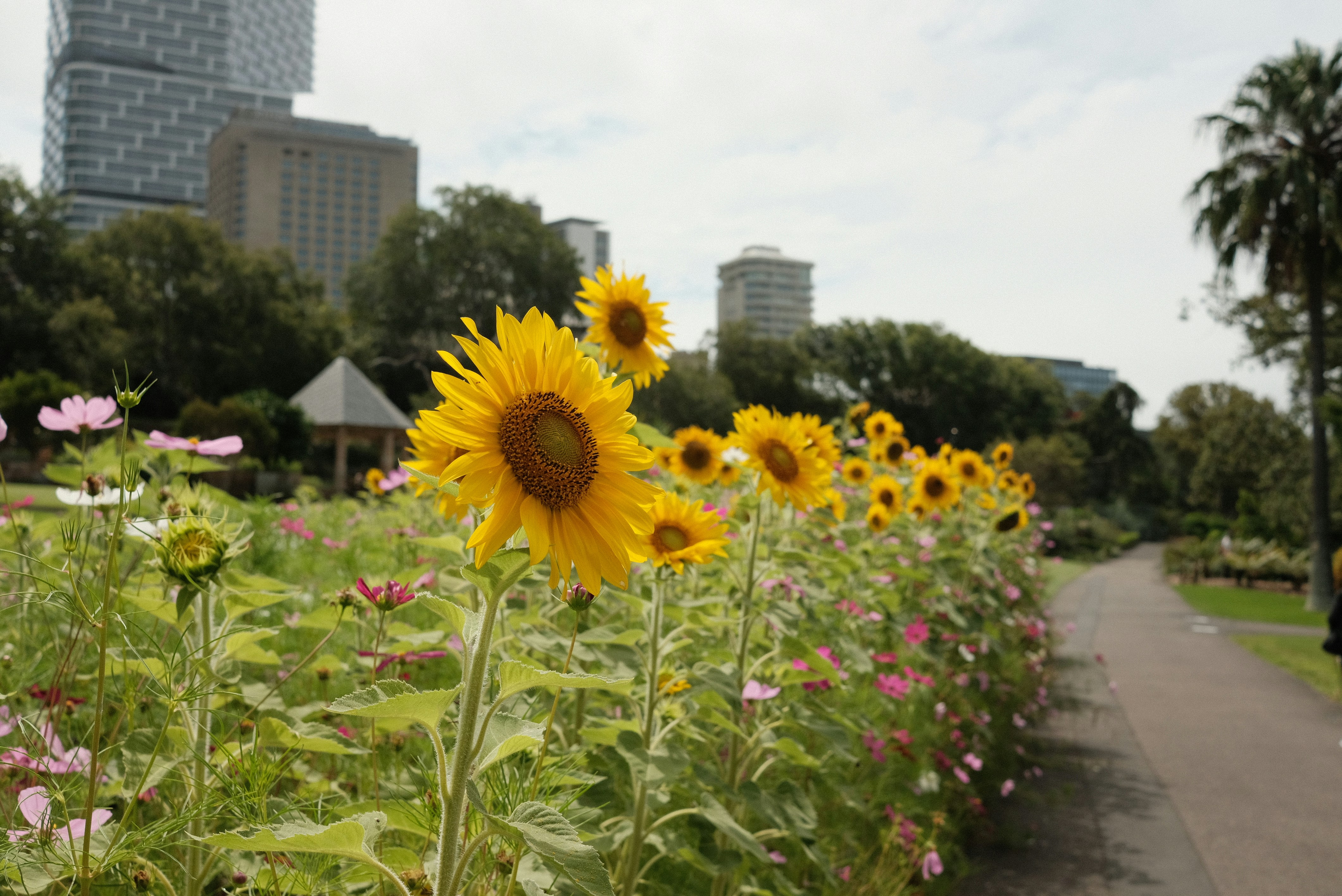 Urban Sunflower Symphony