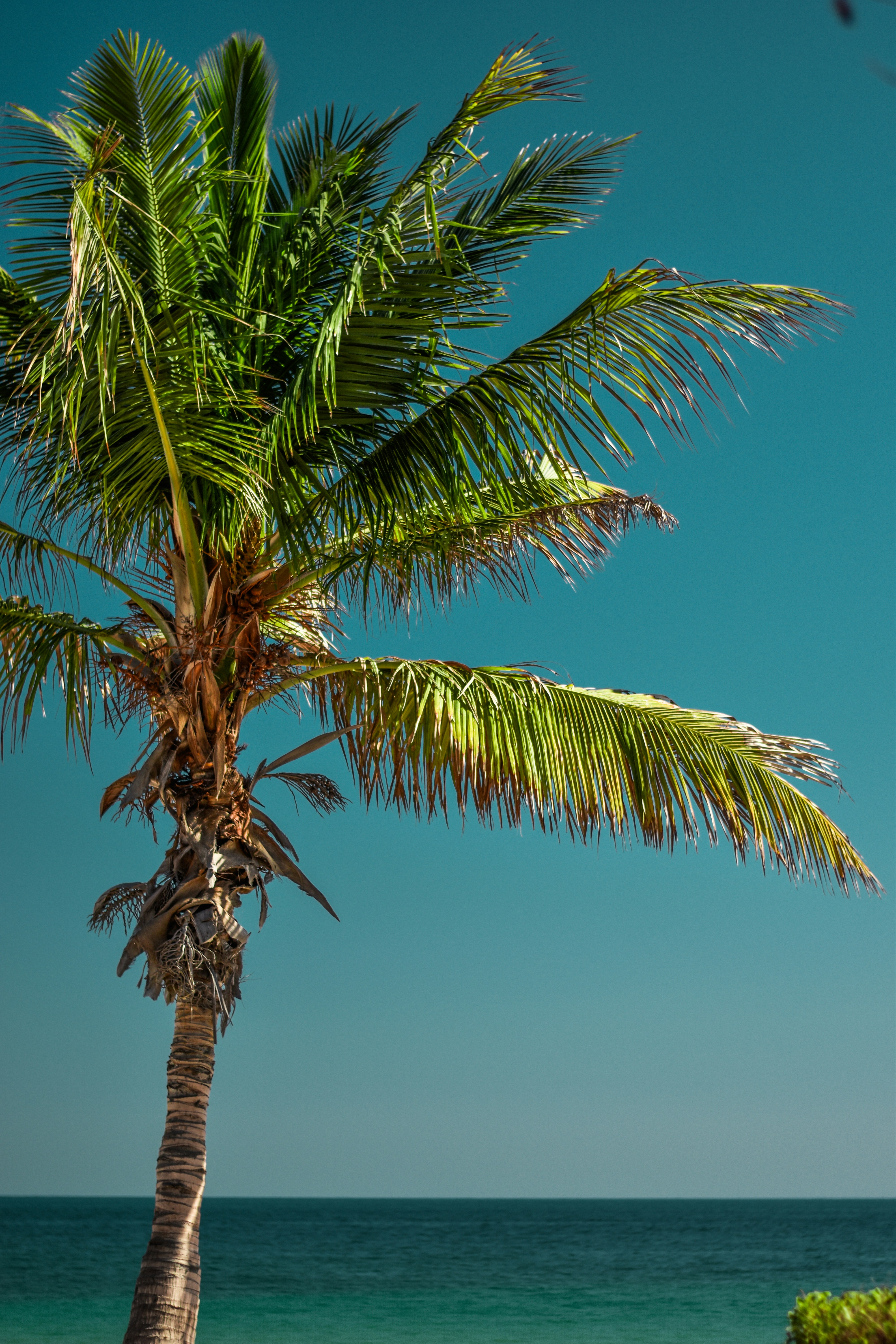 A palm tree on a beach with the ocean in the background photo – Free ...