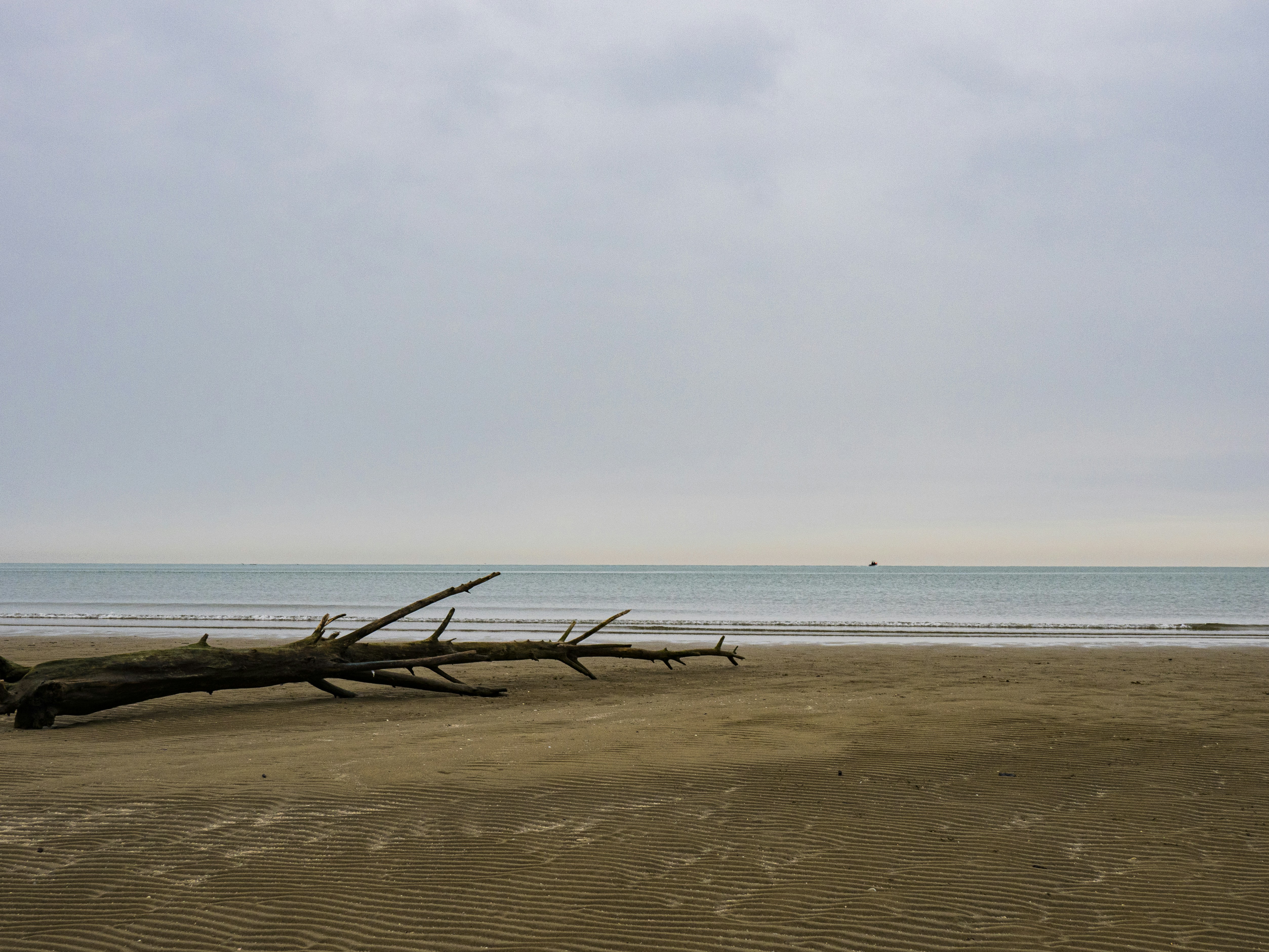 A large log laying on top of a sandy beachDiego Romeo