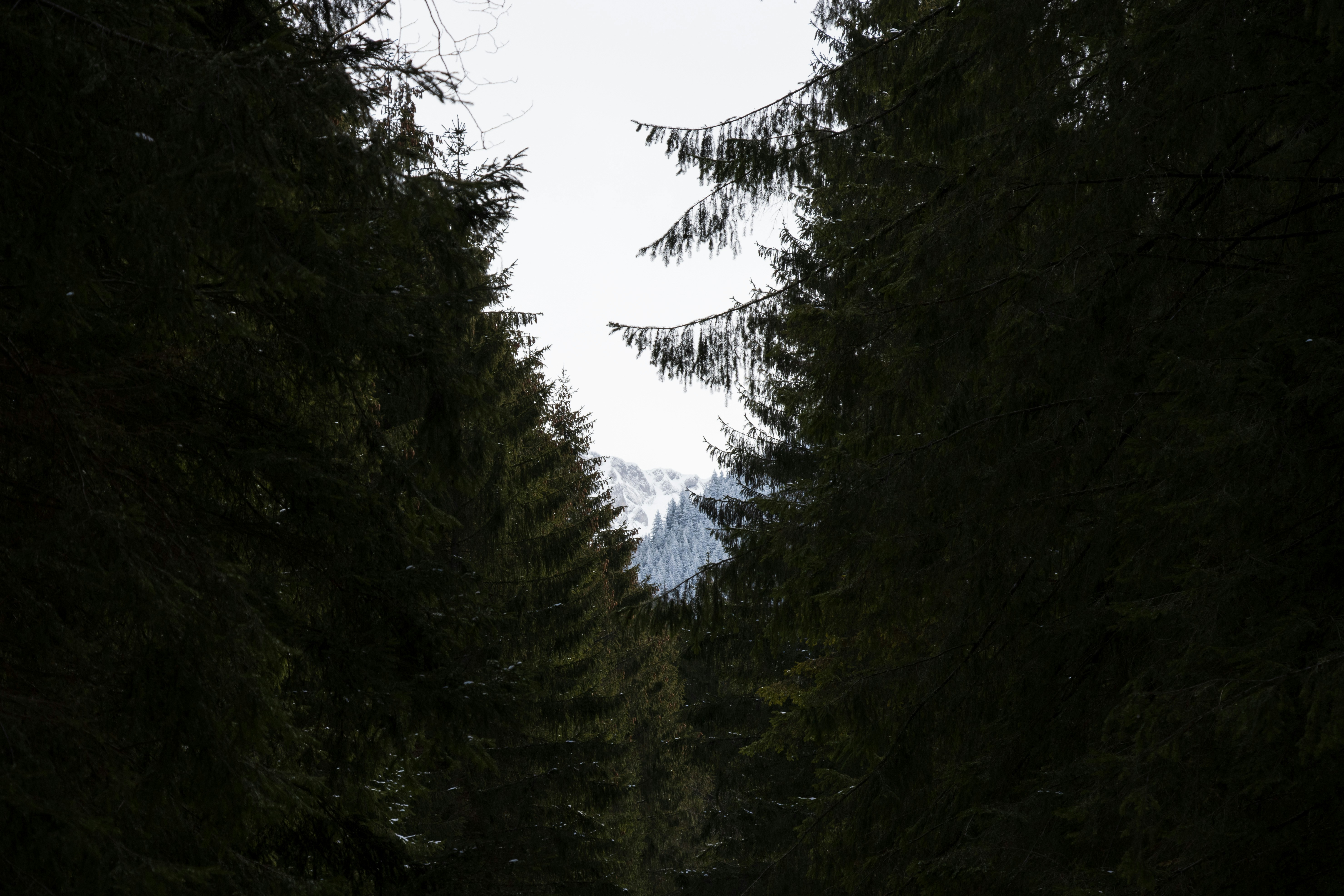 A car driving down a road surrounded by trees photo – Free Predeal ...