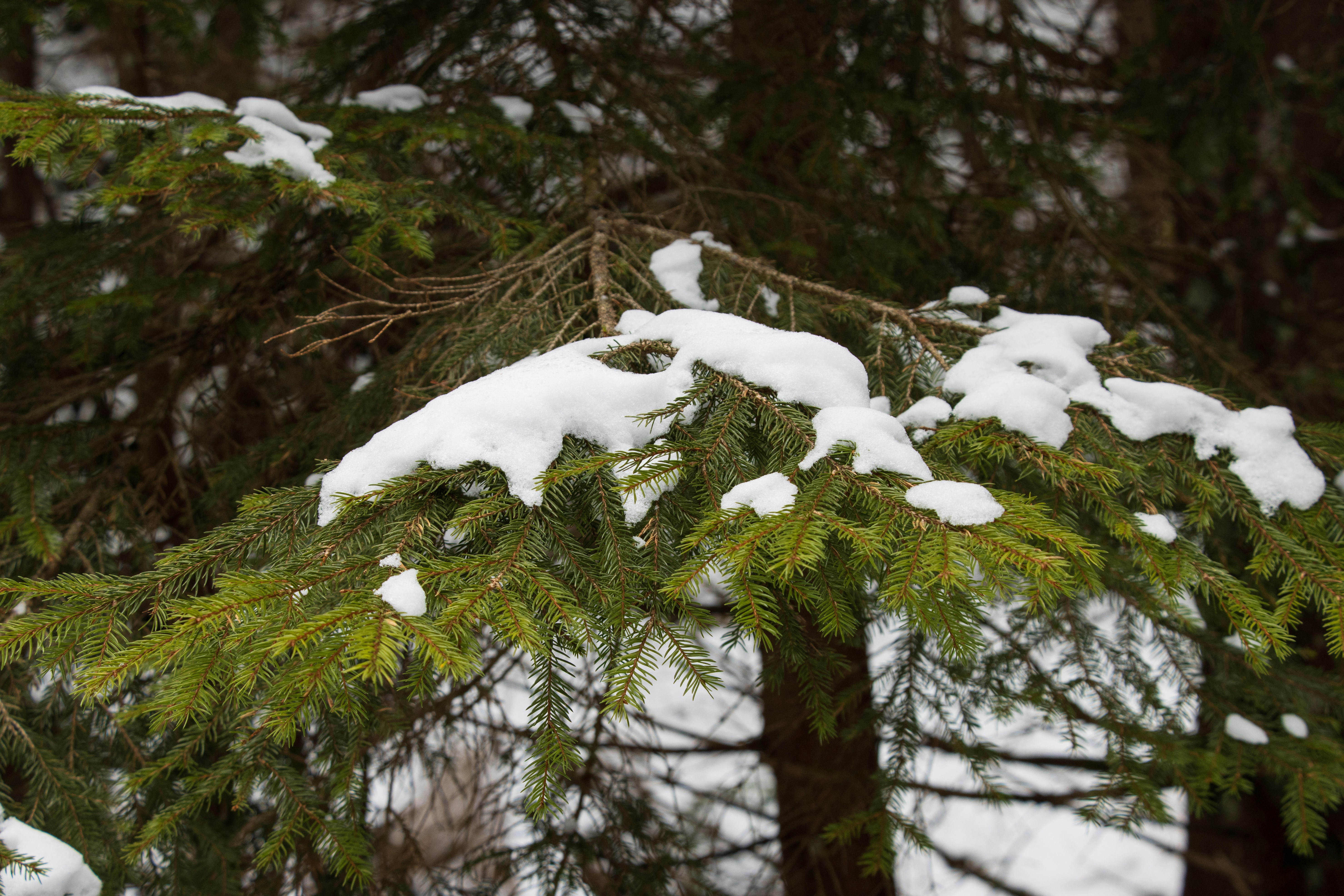 A bird is perched on a tree branch in the snow photo – Free Predeal ...