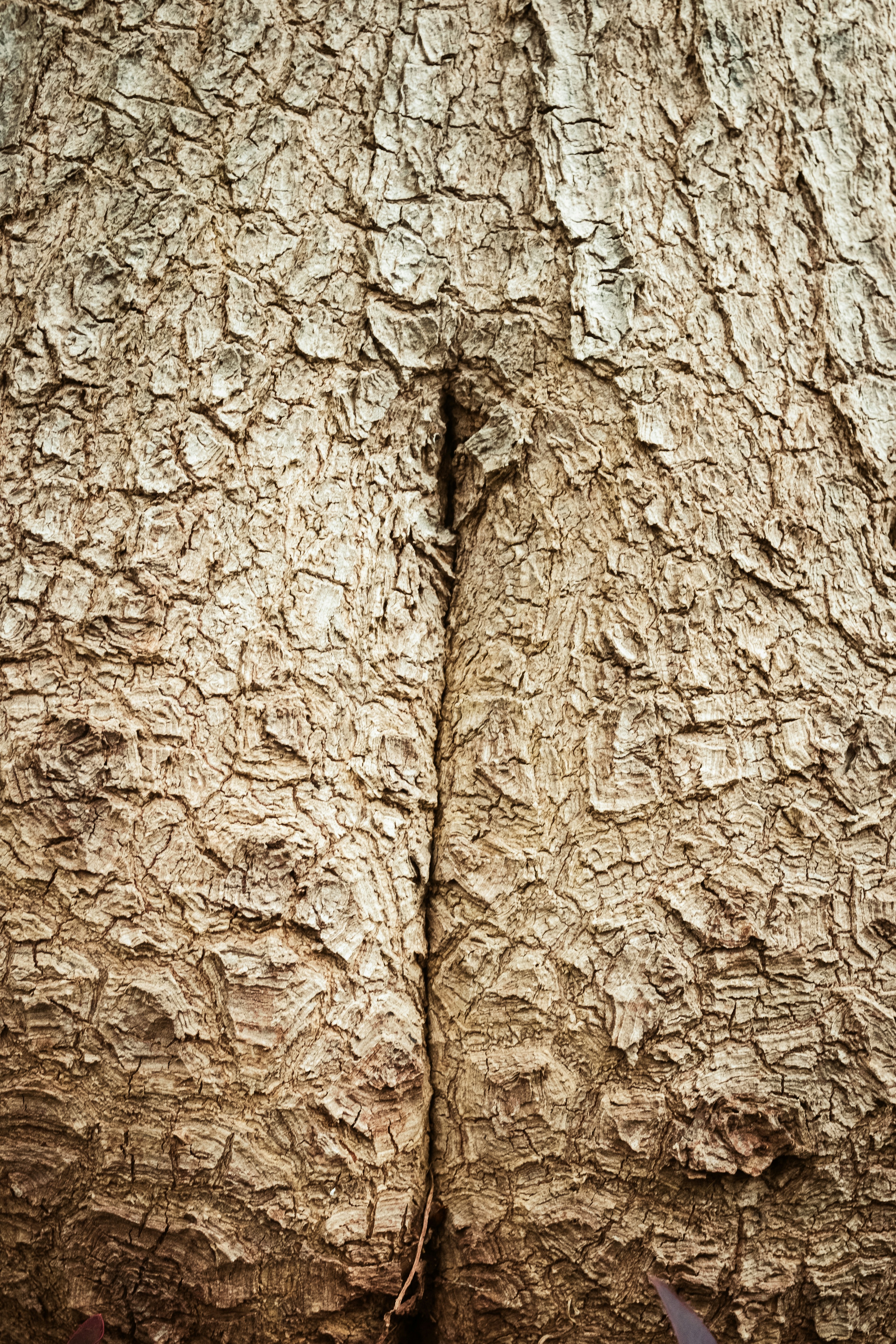Cracked Bark Corridor: A Close-Up Study of Texture
