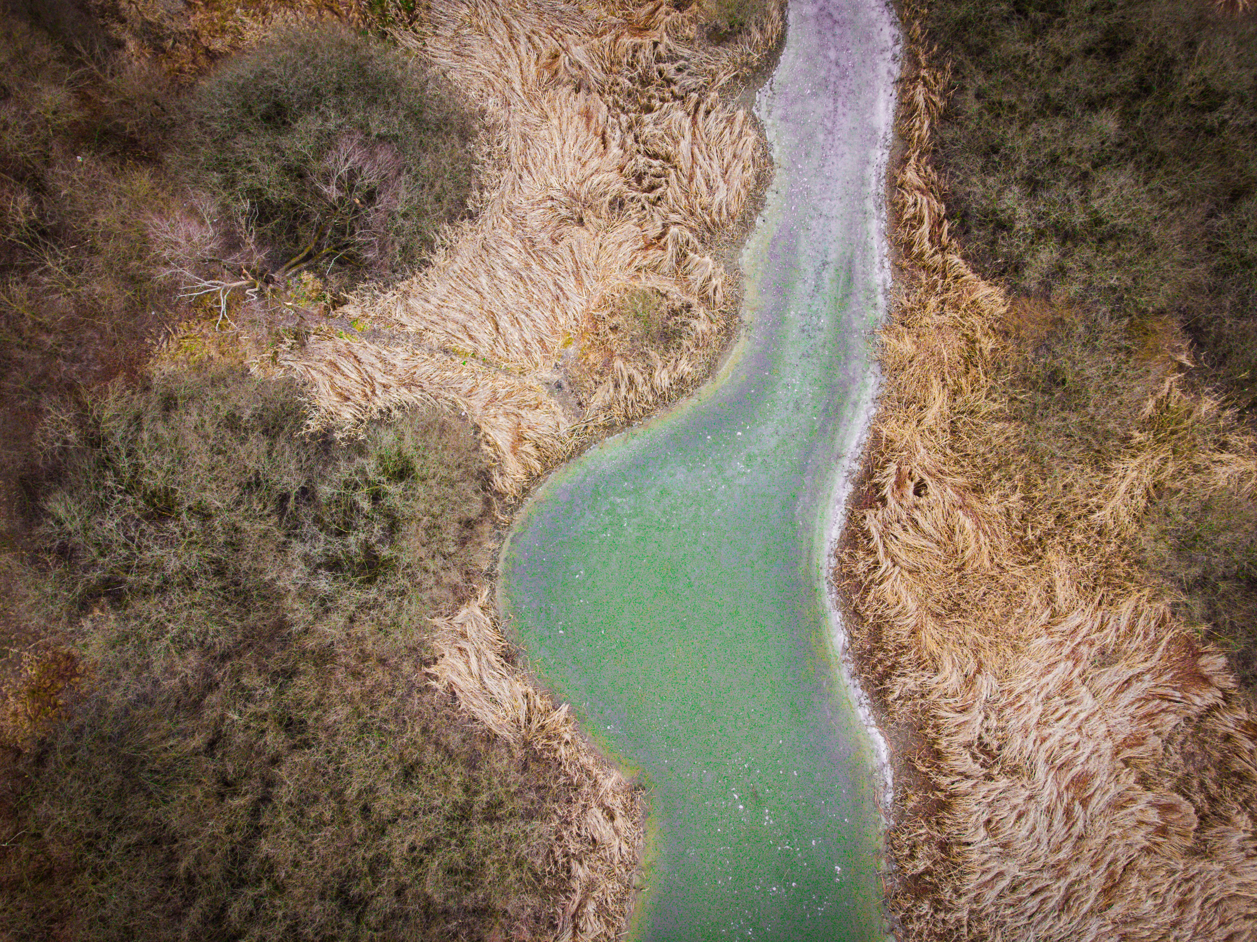 Une rivière qui coule à travers une forêt verdoyante photo – Image ...