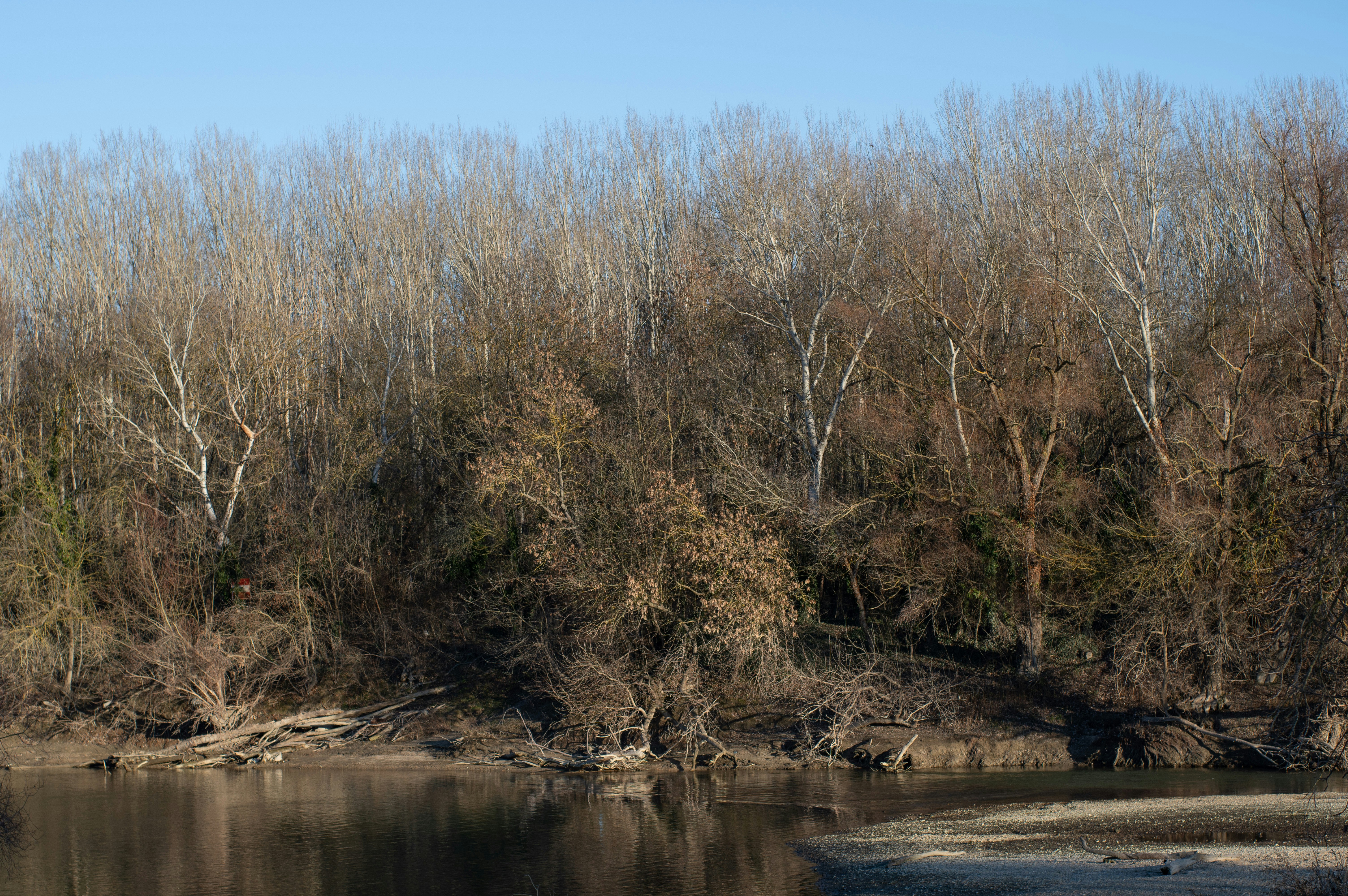 A body of water surrounded by lots of trees photo – Free Tree Image on ...