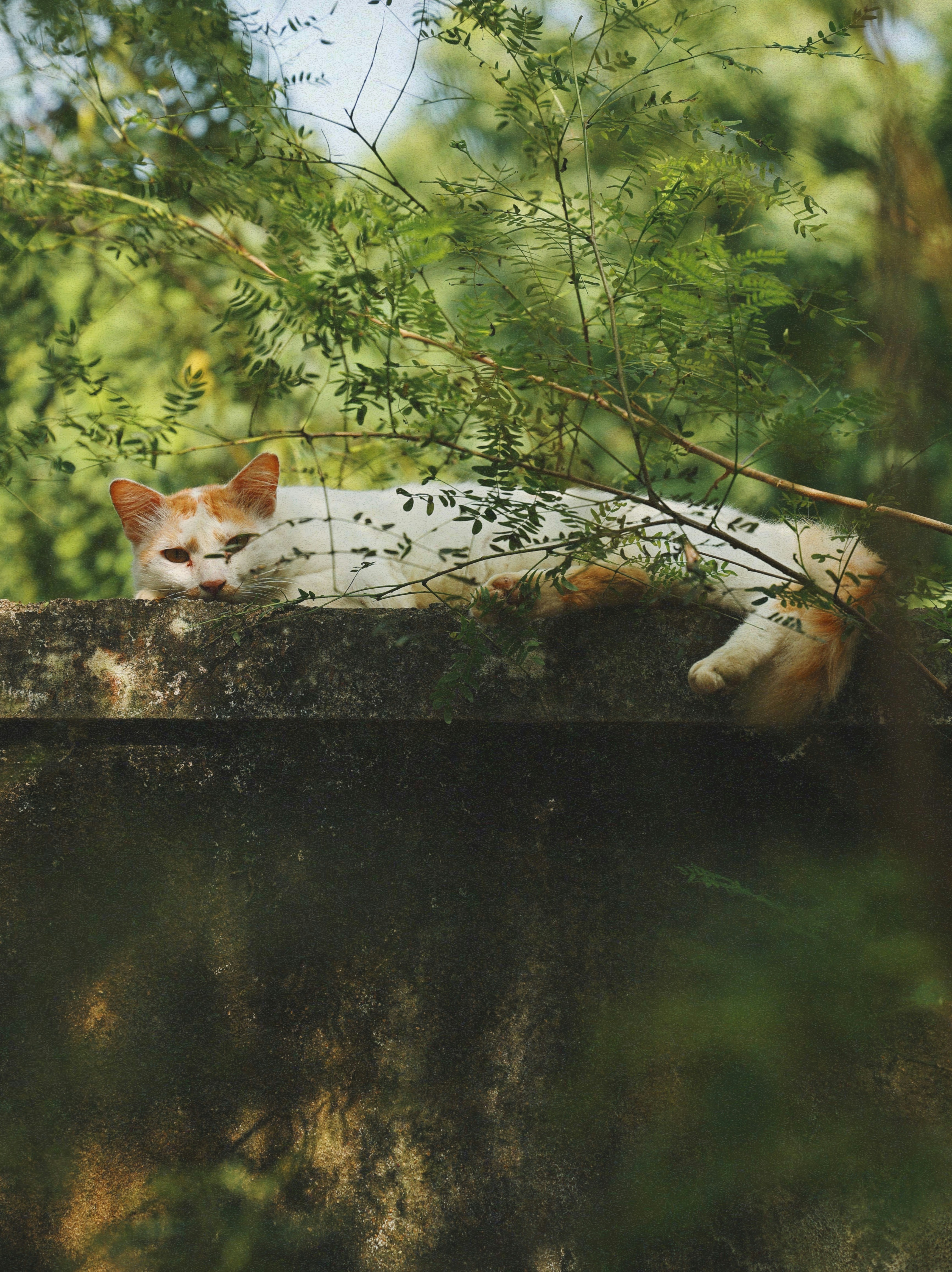 Sunlit Feline Rest on a Mossy Wall