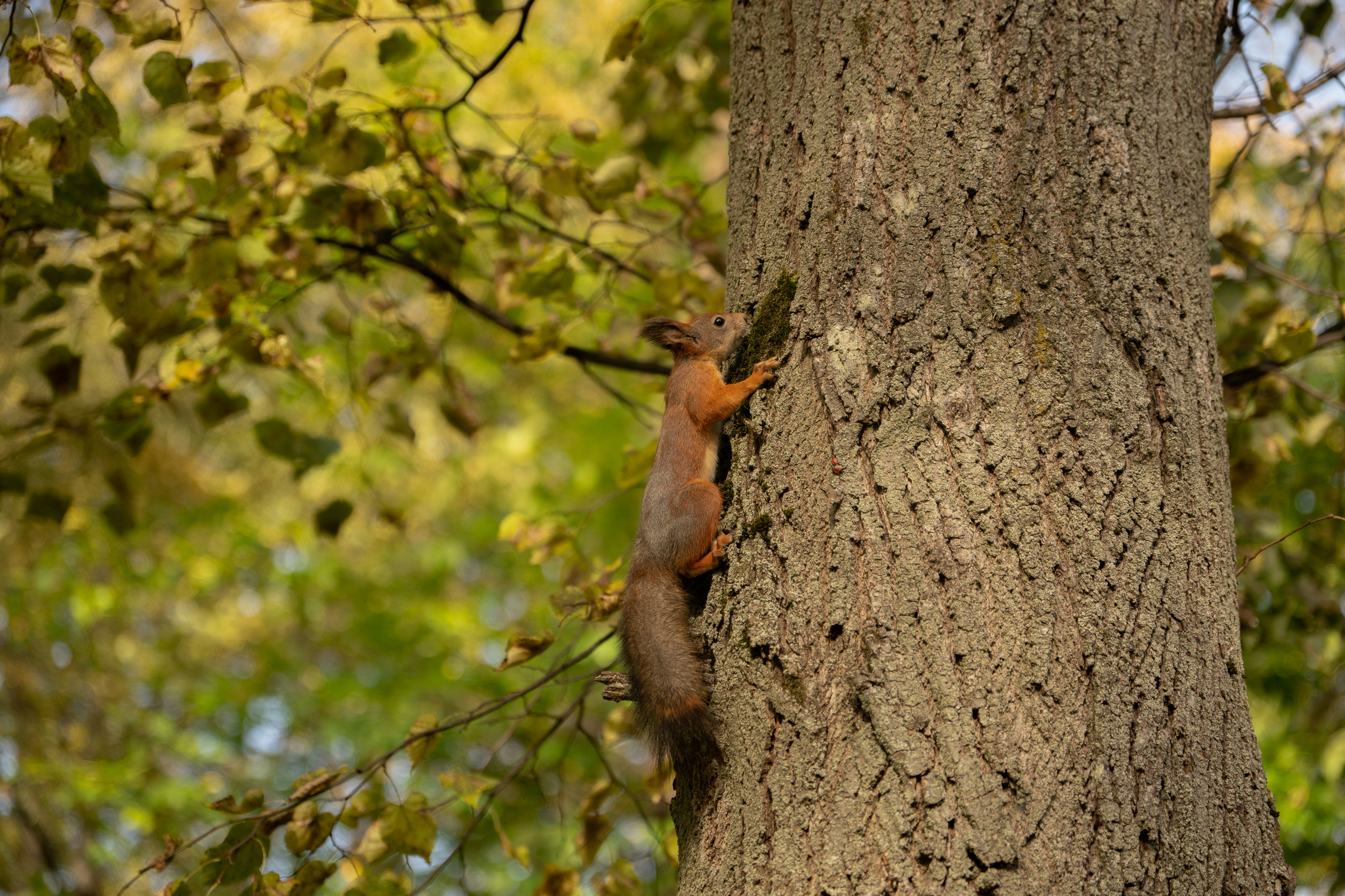 A squirrel climbing up the side of a tree photo – Free Squirrel Image ...