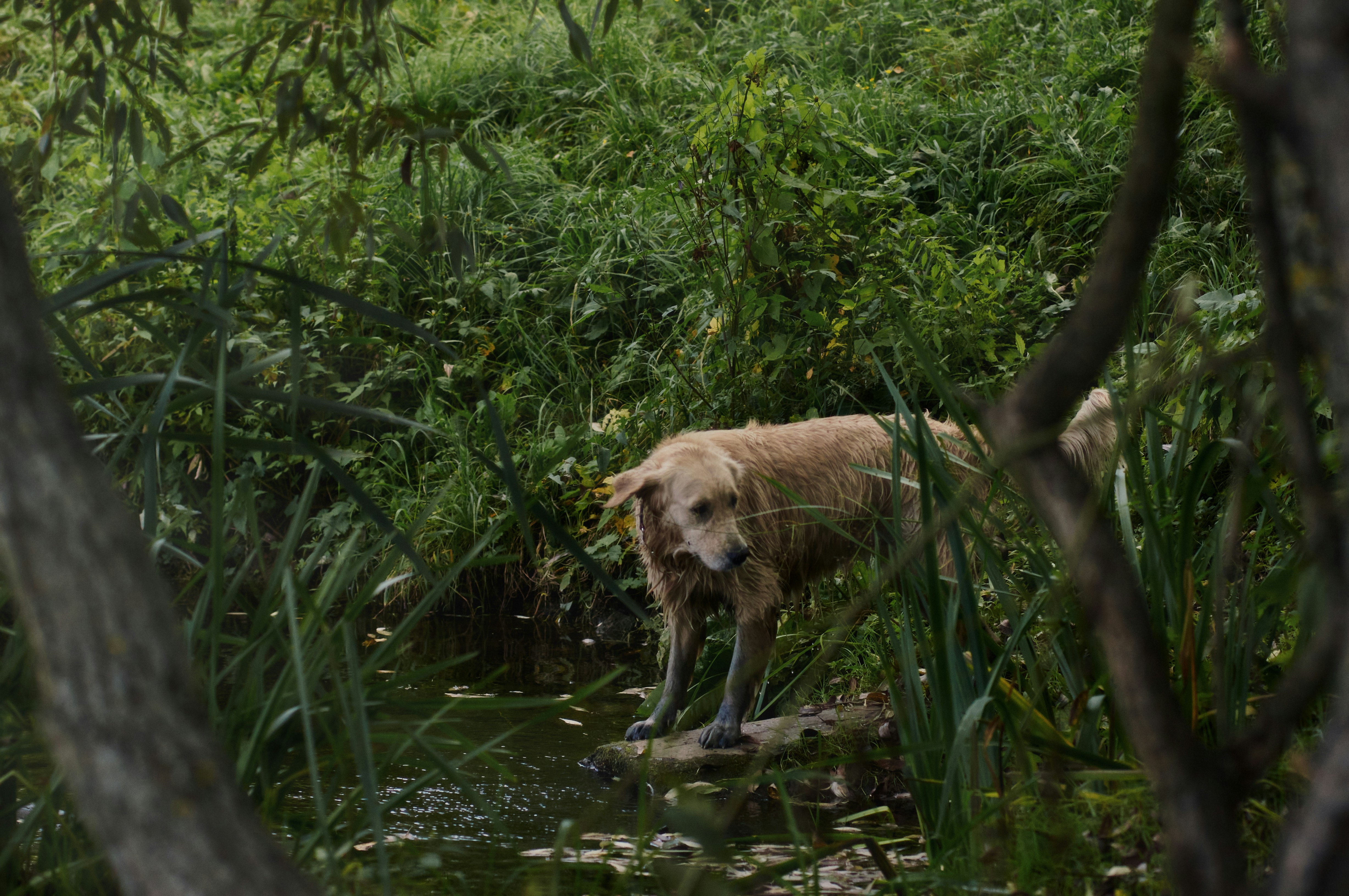 Golden Retriever at the Water’s Edge: Quiet Shouldering the Wet Shore
