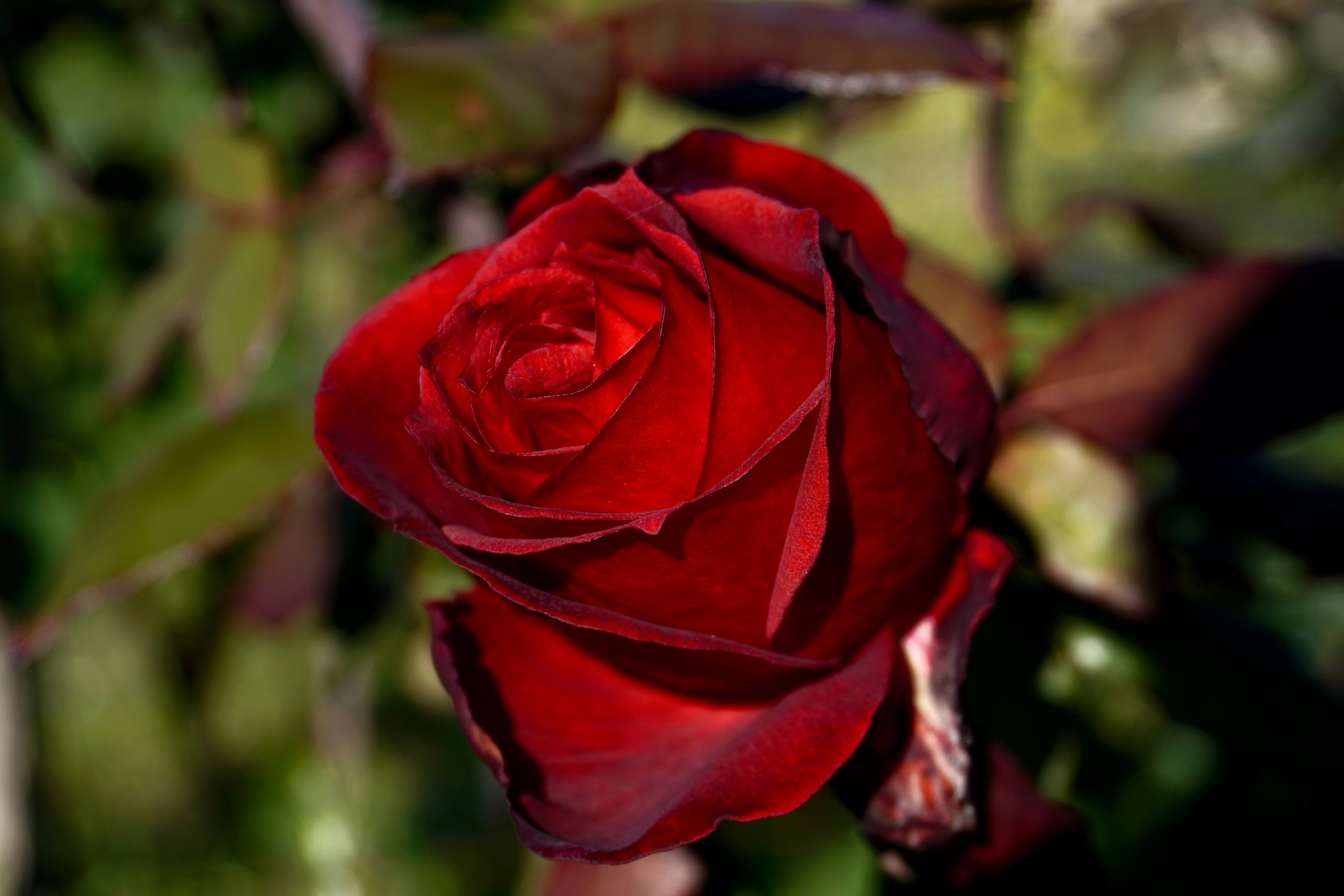 A close up of a single red rose photo – Free Flower Image on Unsplash