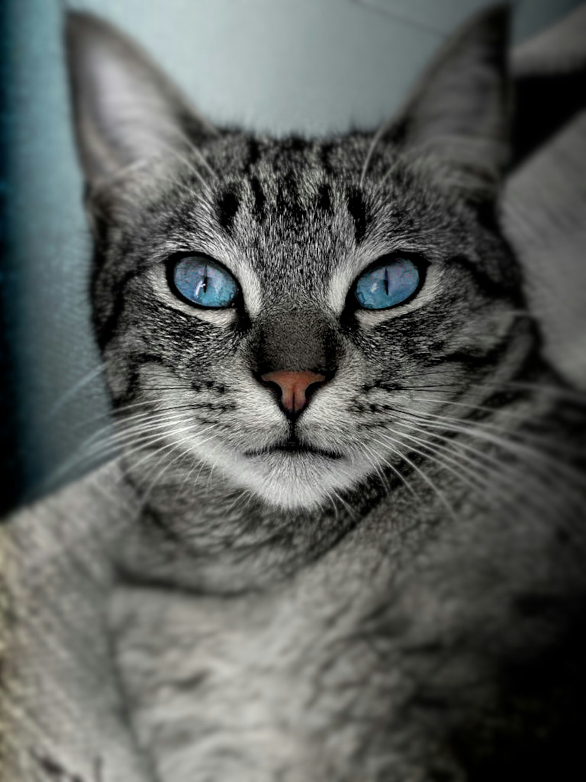 Un chat aux yeux bleus assis sur un canapé photo – Image gratuite de ...