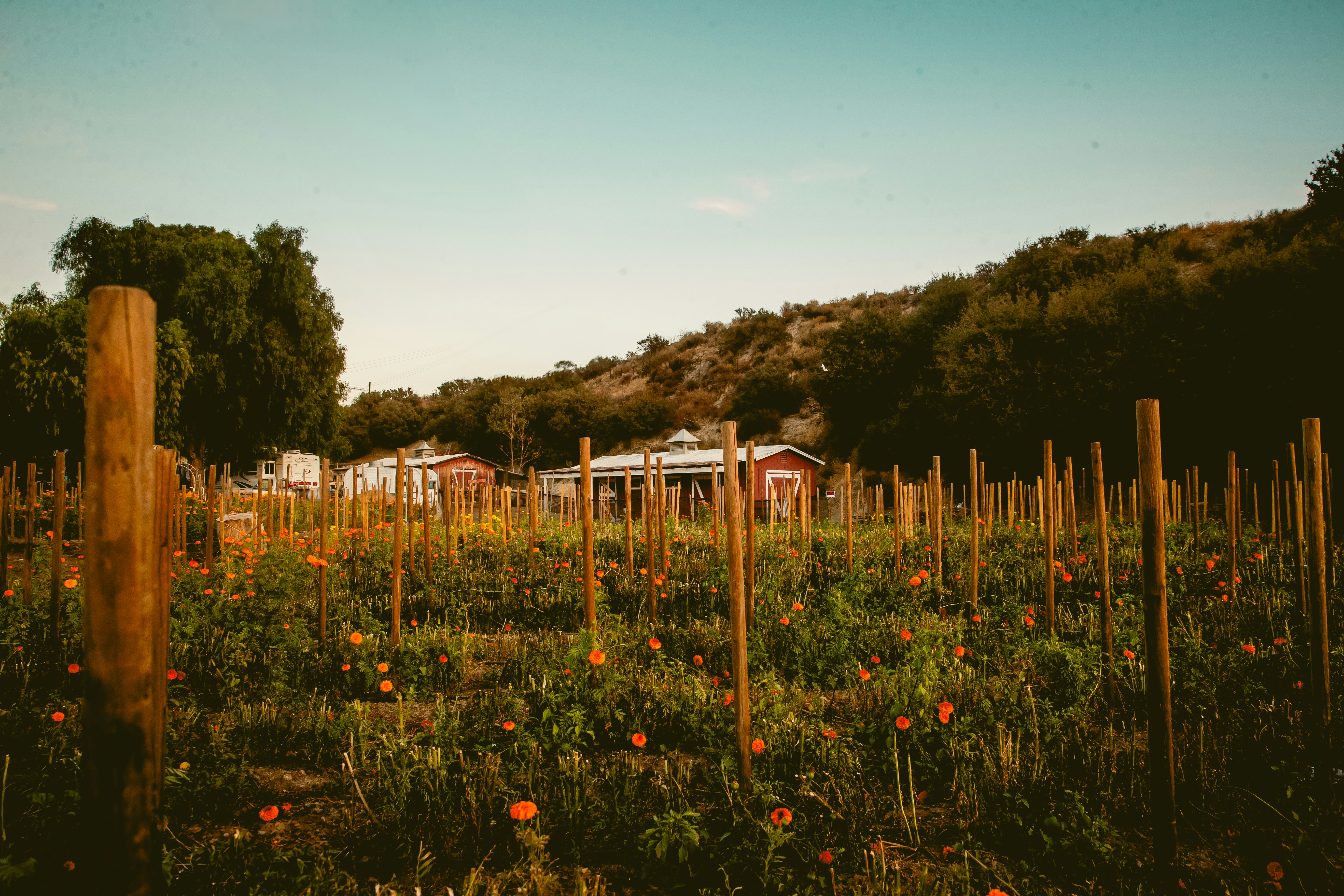 Poppy Rows Under Wooden Sentinels