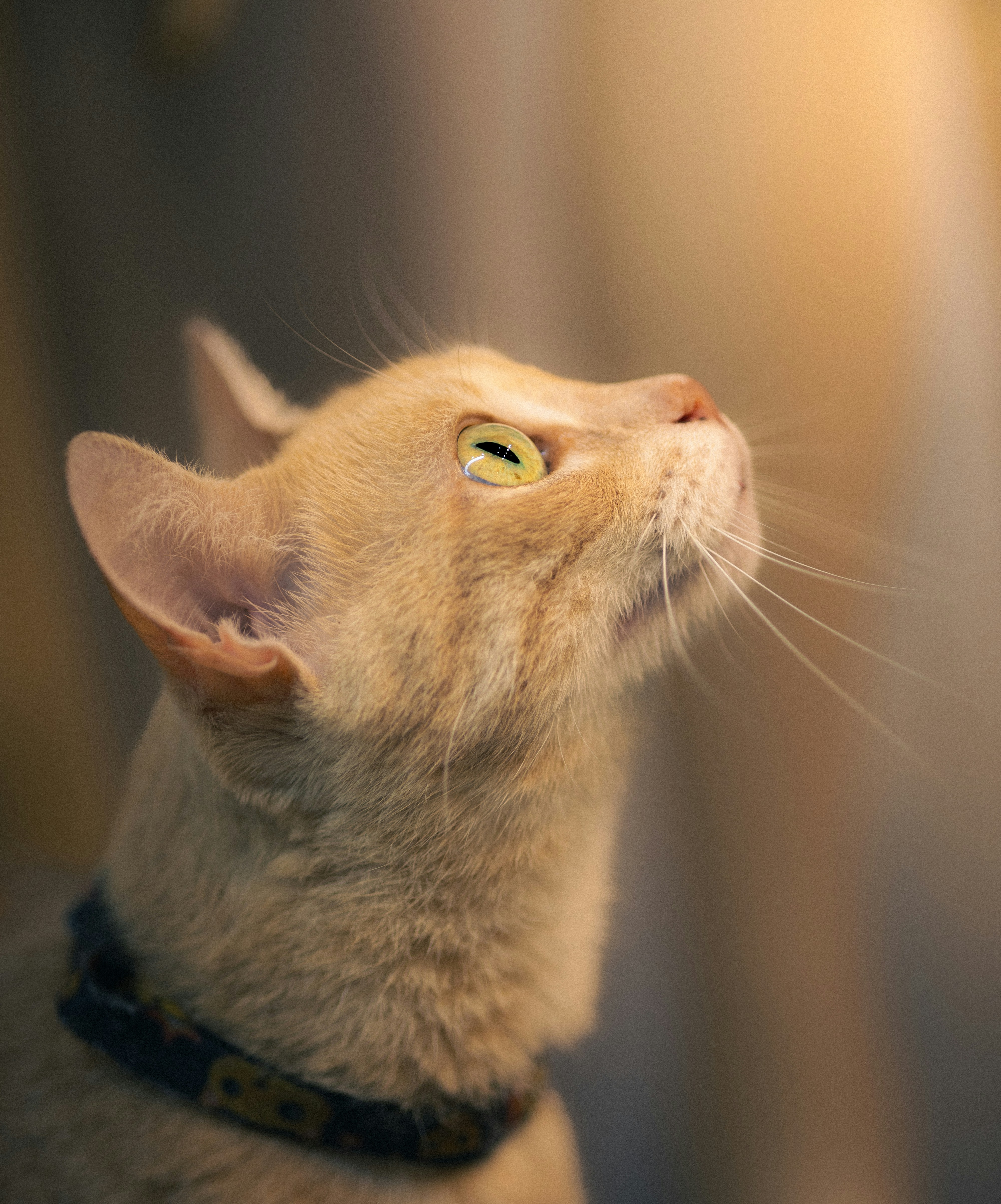 Amber Gaze in Soft Light: A Cat's Upward Moment