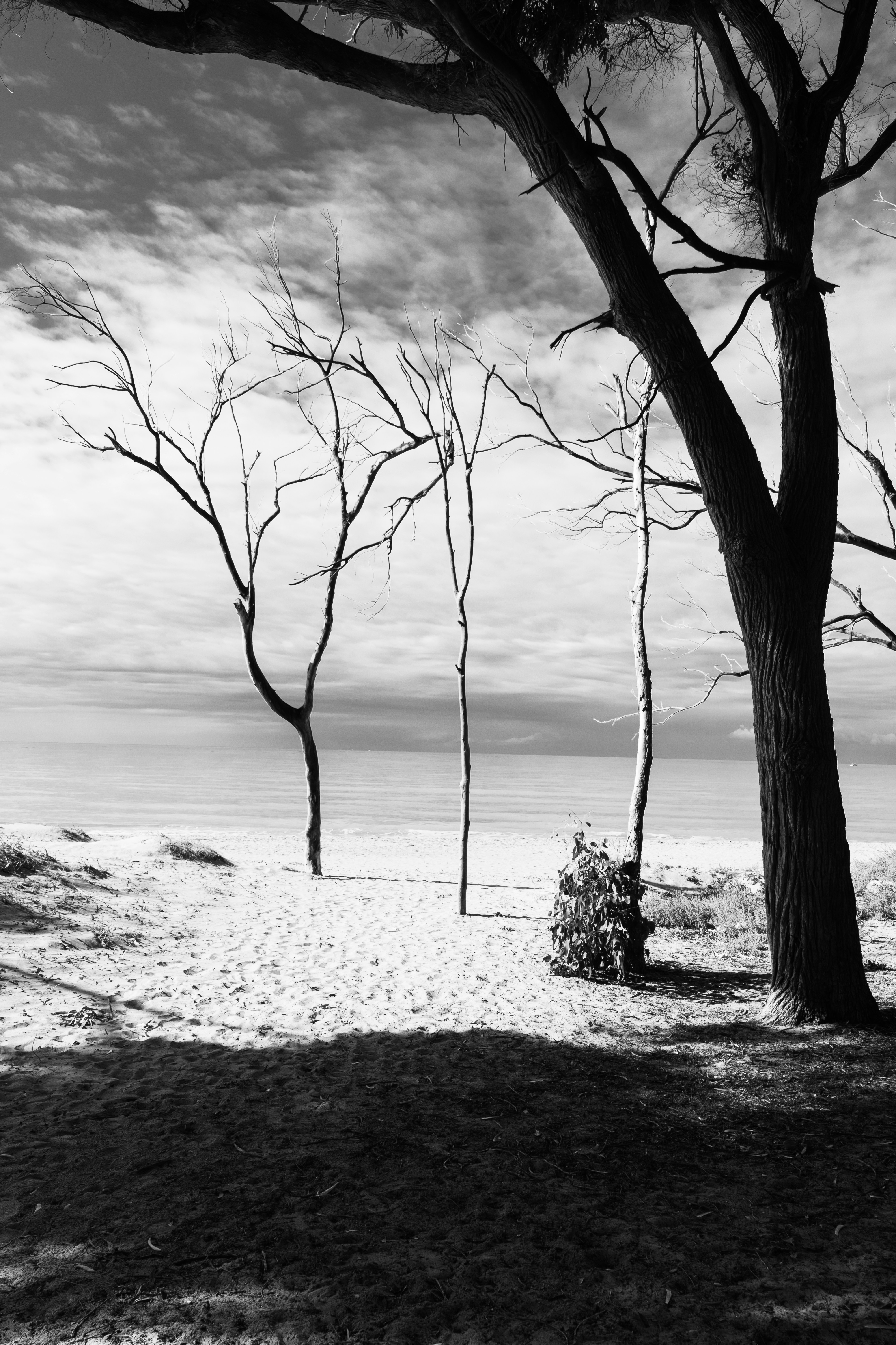 Una foto en blanco y negro de un árbol en una playa foto – Imagen de ...