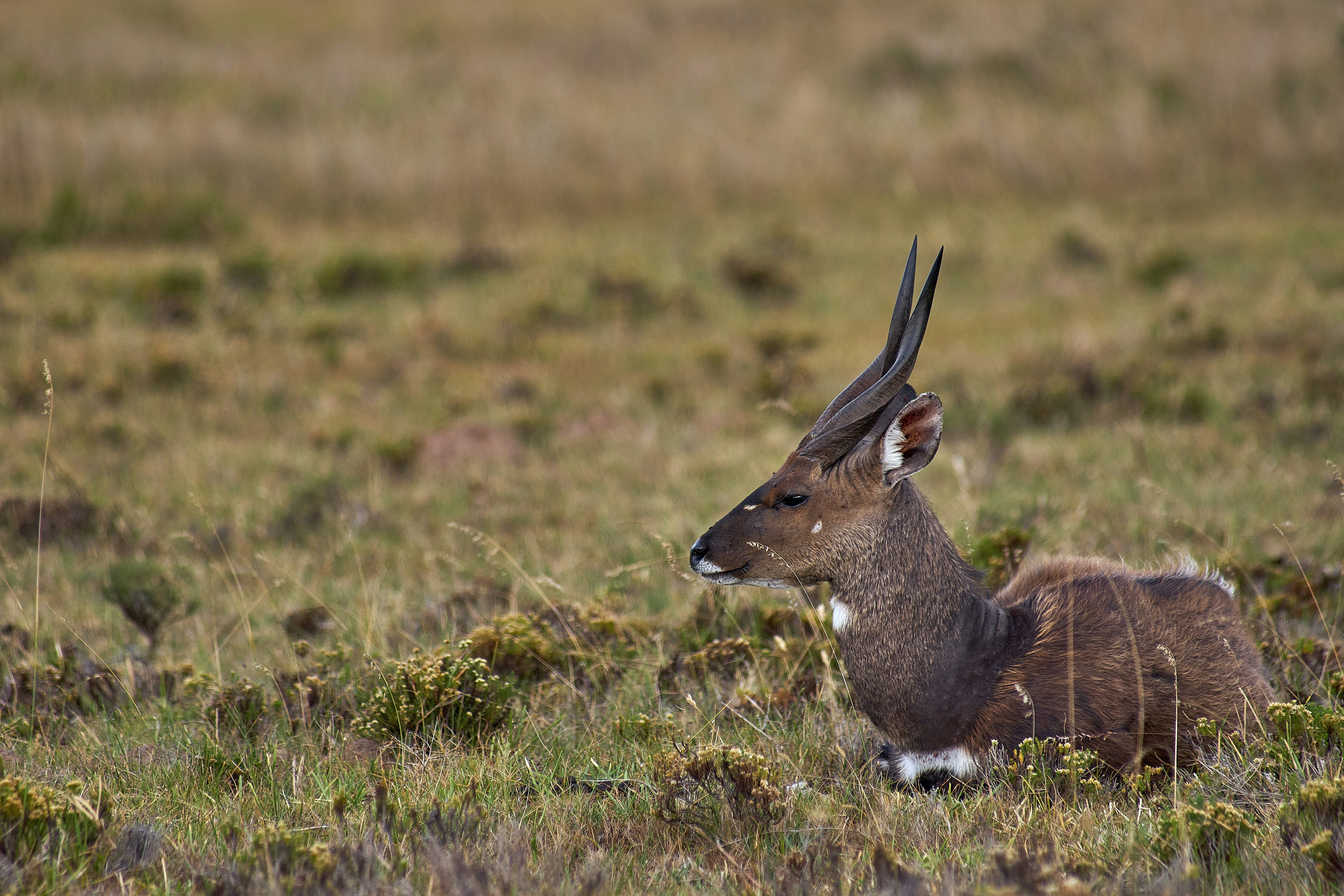 A small antelope sitting in a grassy field photo – Free Animal Image on ...
