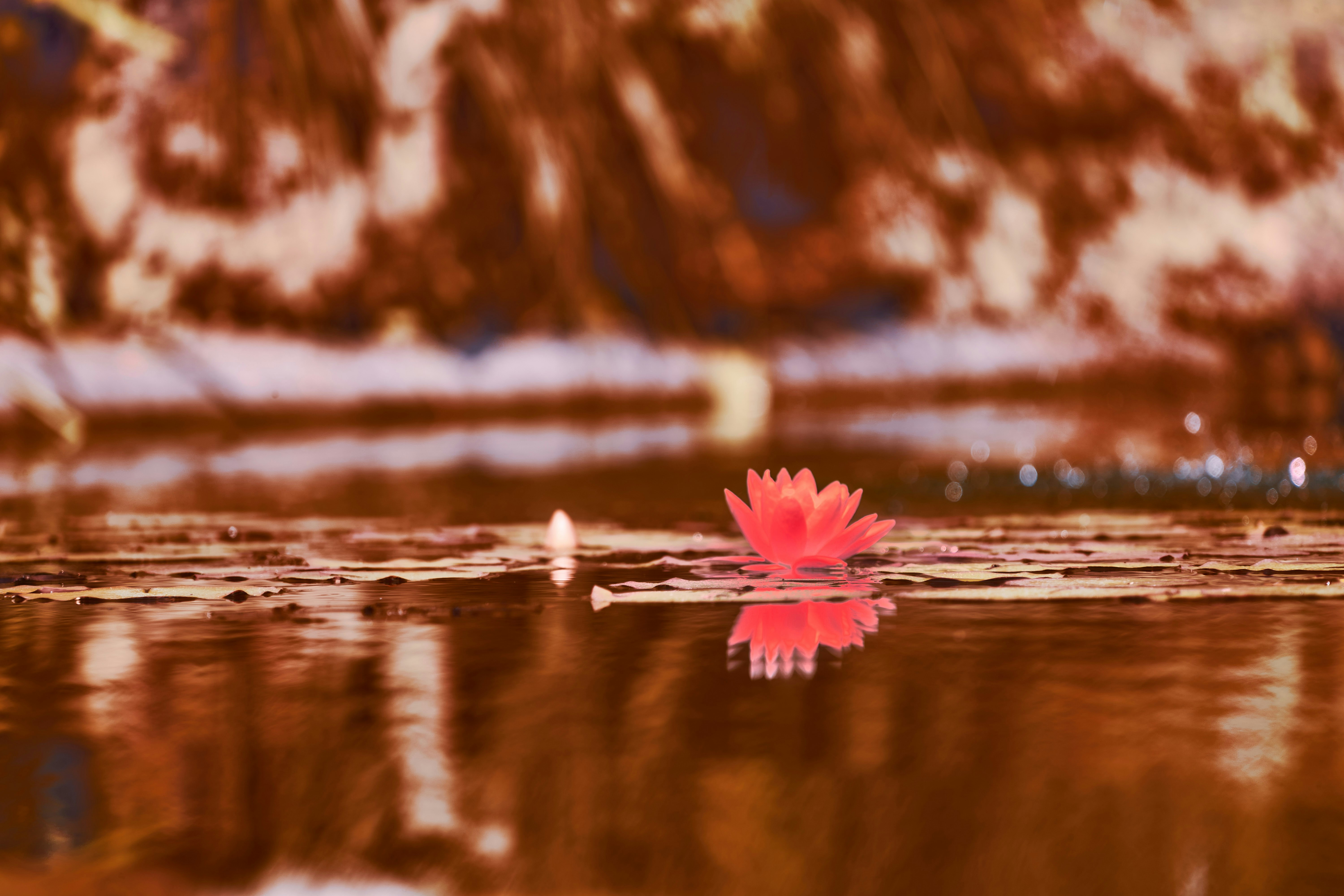 Lotus Echo: A Pink Bloom on a Reflective River