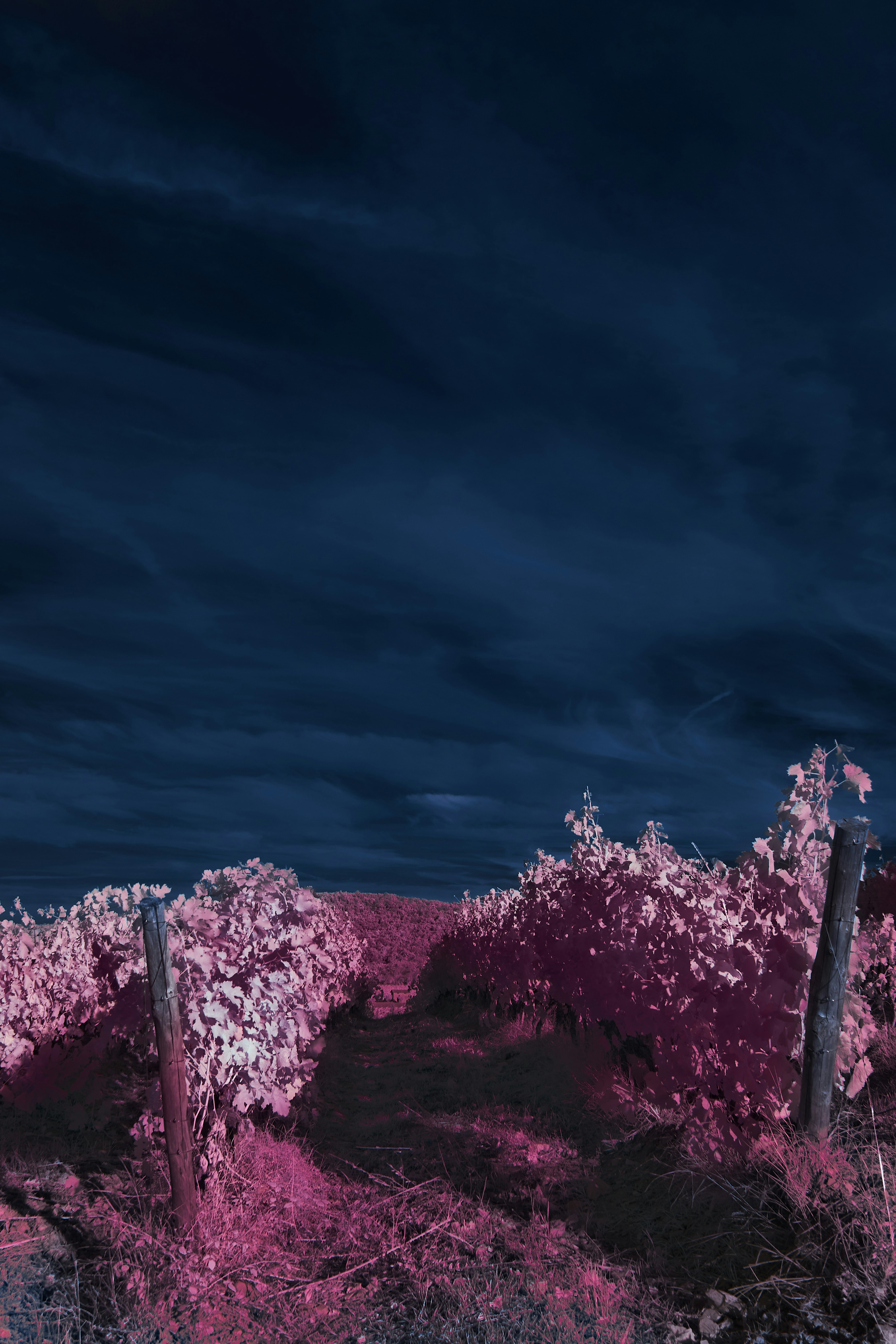 Photo by Wolfgang Hasselmann with Sony Alpha 7 II