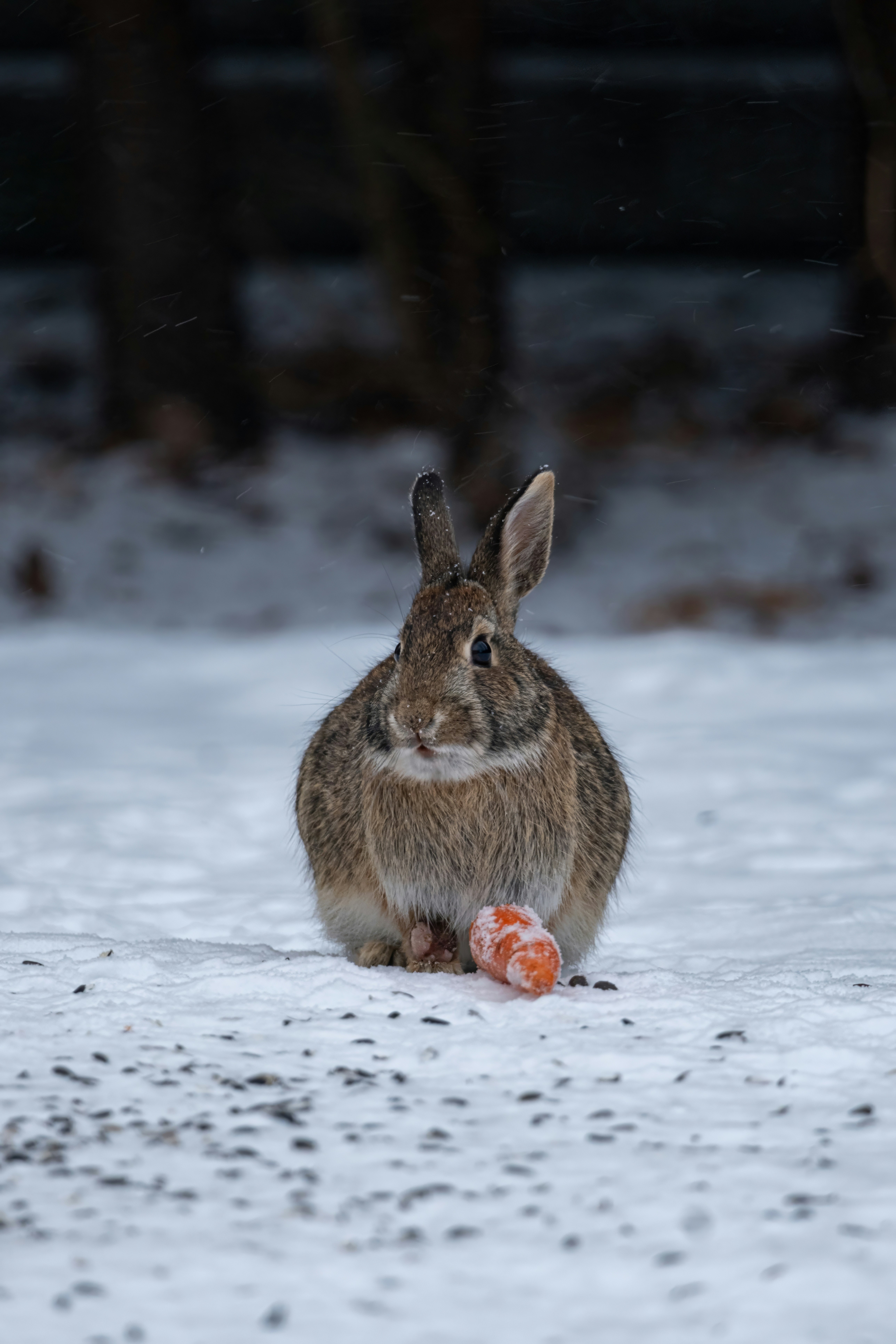 Snowbound Bunny and the Orange Carrot: A Quiet Winter Moment