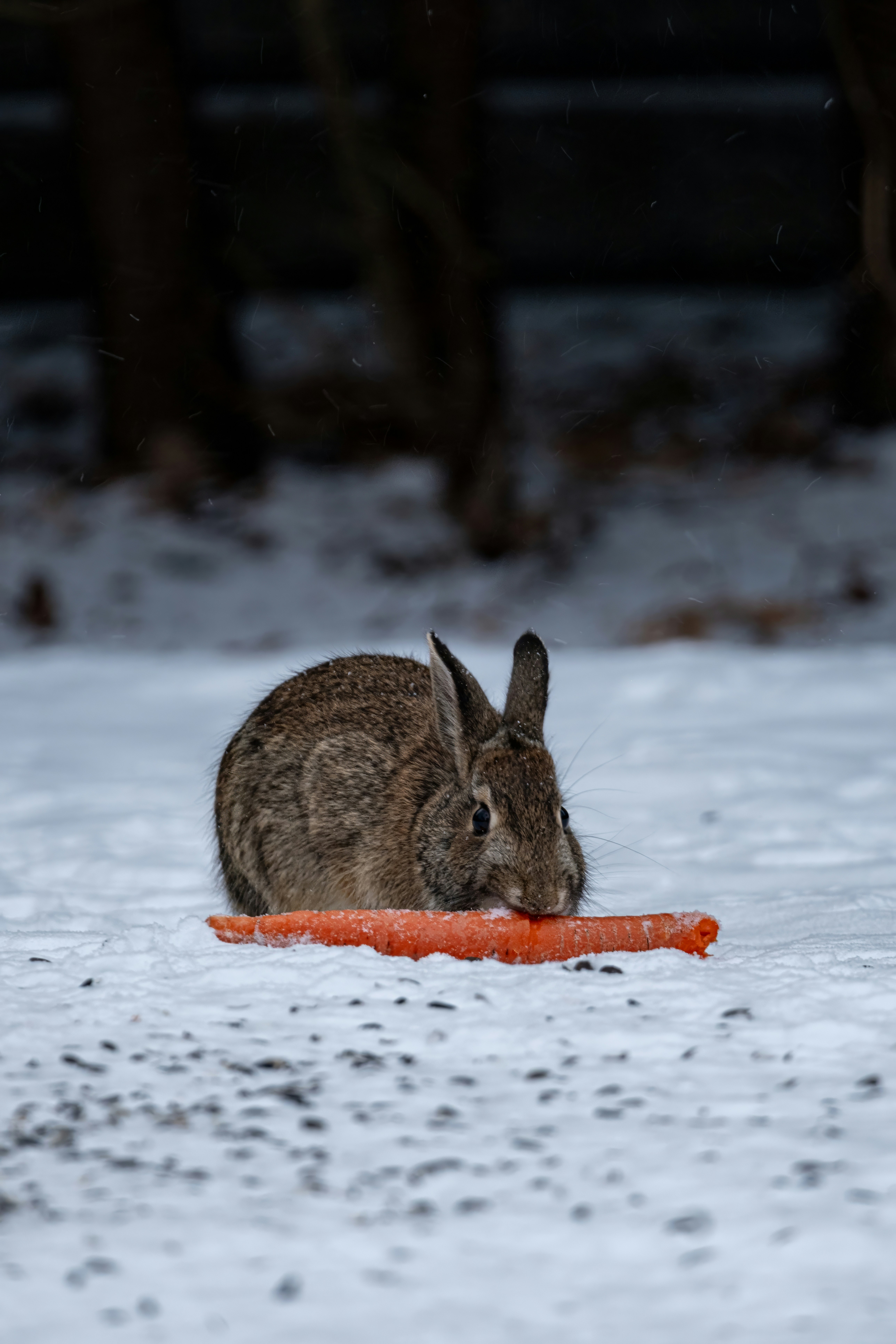 Winter Snack: A Rabbit Engages a Carrot in Snow