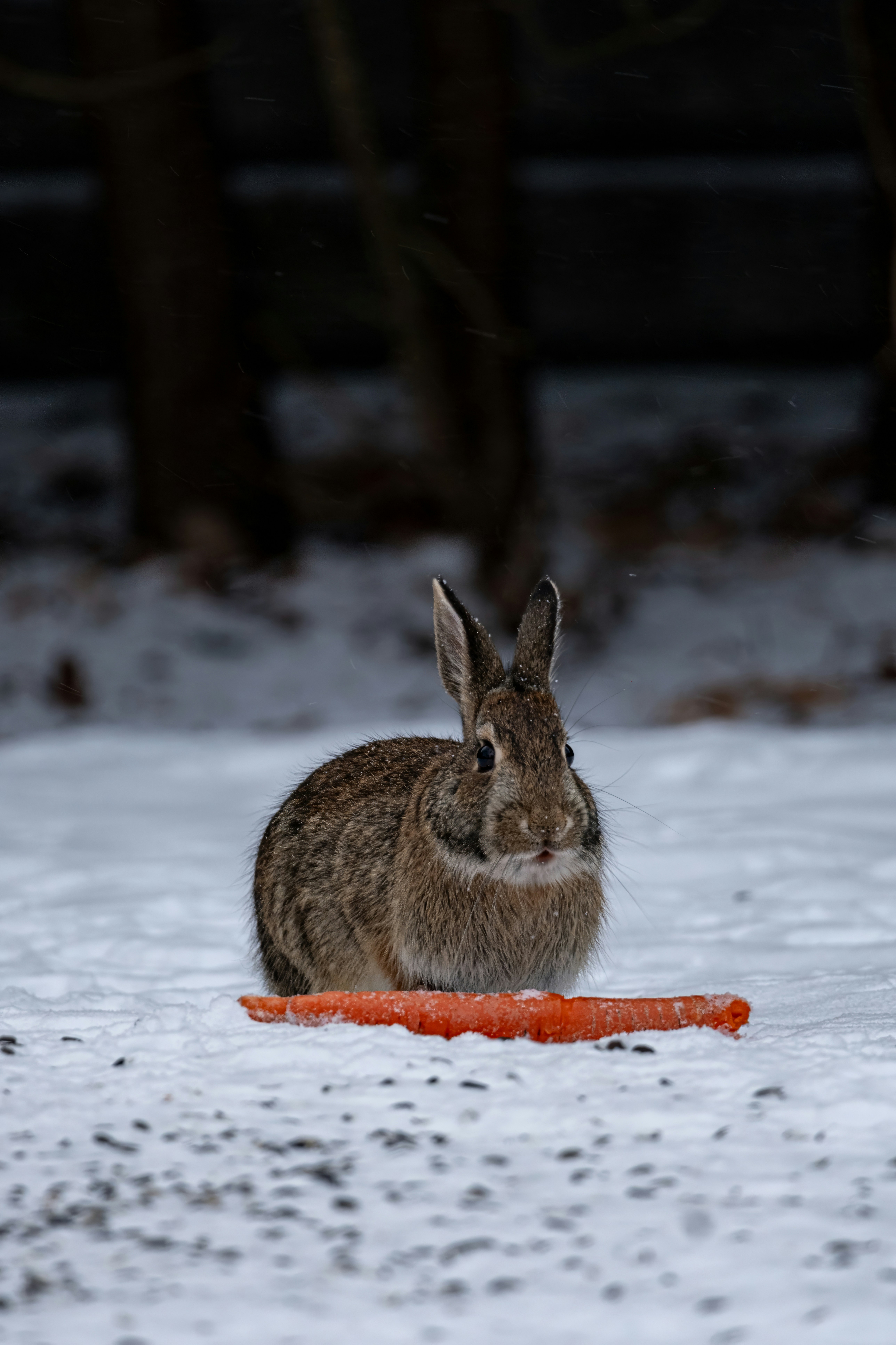 A rabbit eating a carrot in the snow photo – Free Animal Image on Unsplash