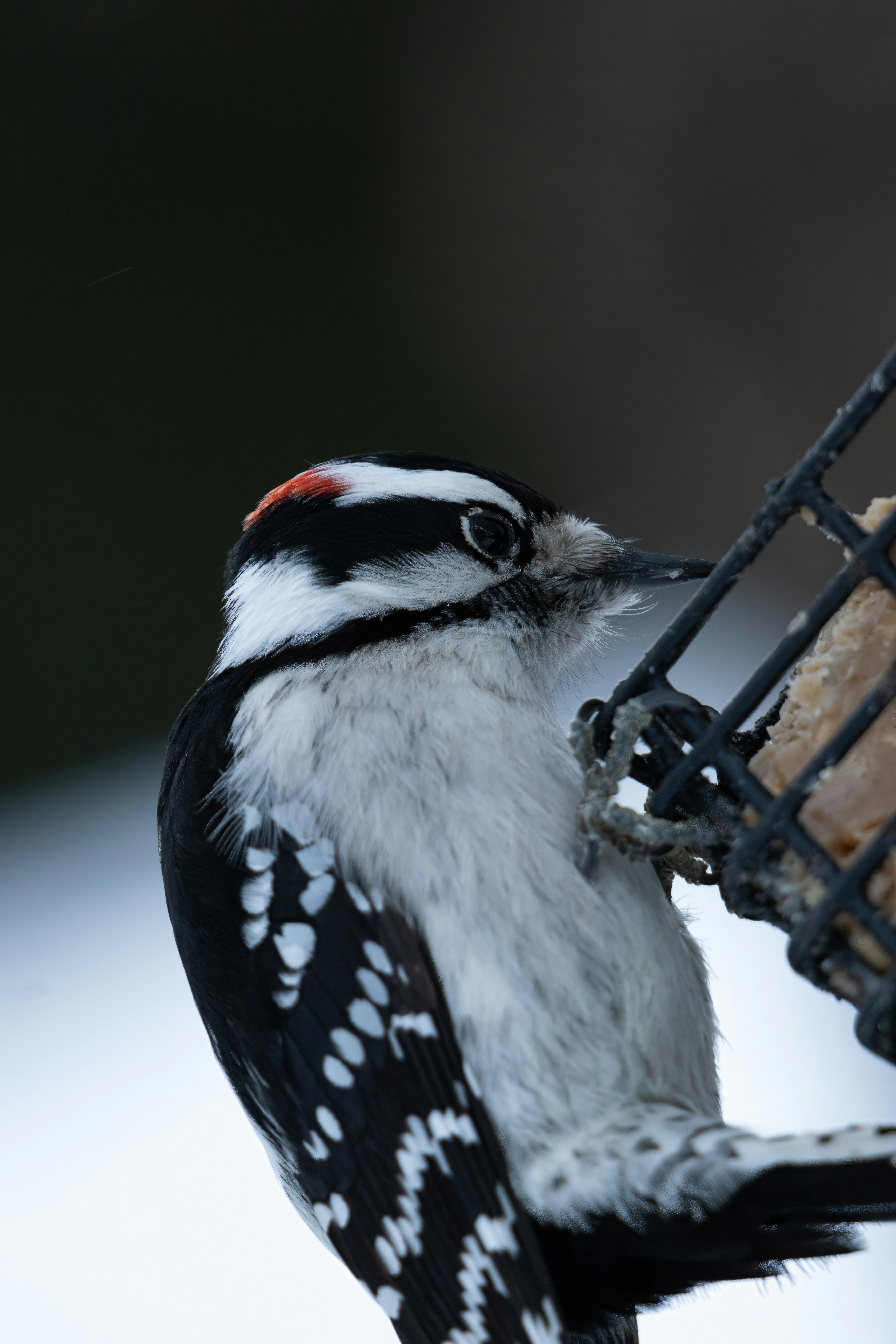 Red-Headed Woodpecker at a Snowy Feeder: A Winter Portrait