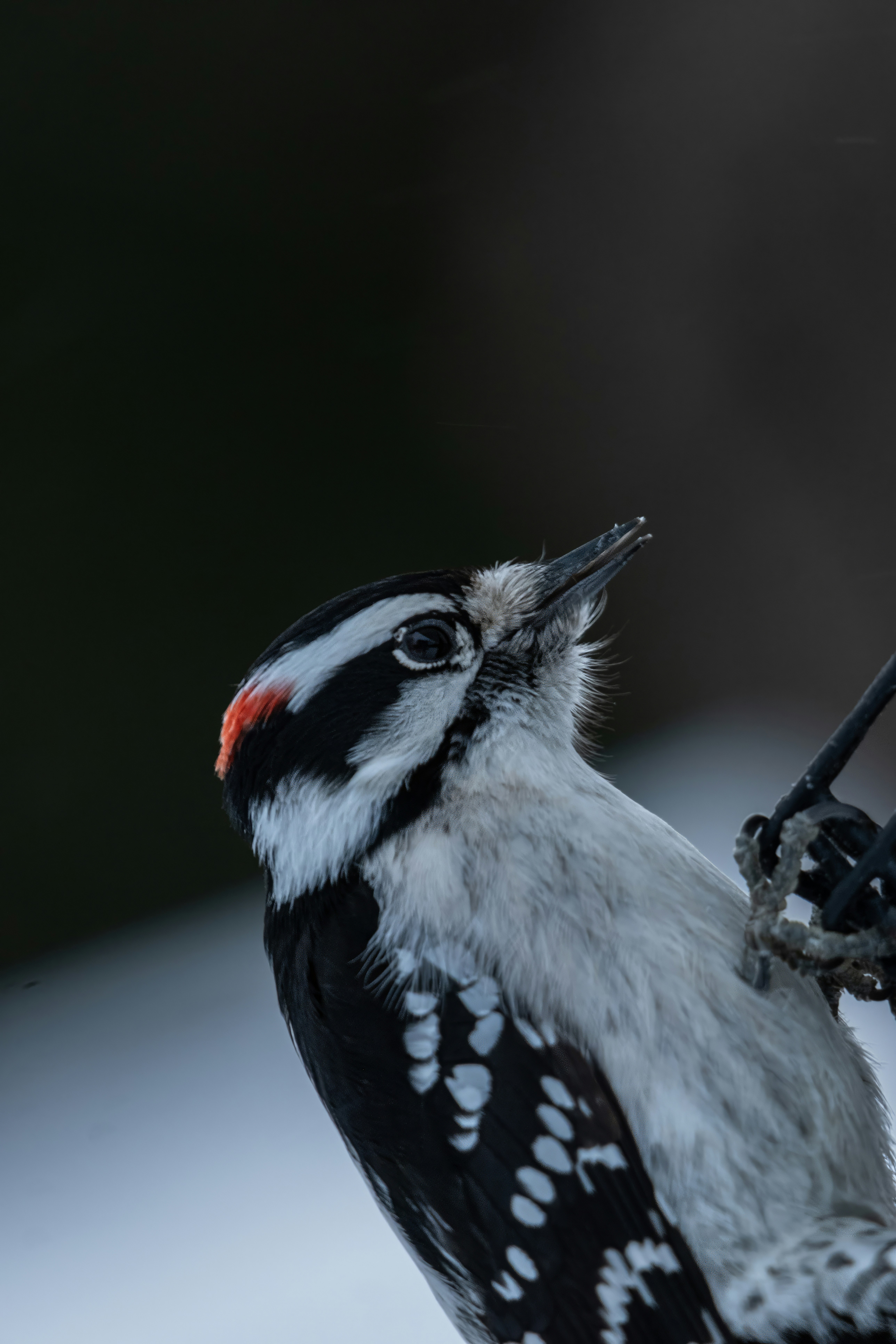 Red-crowned Downy: A Woodpecker’s Quiet Moment on Snow