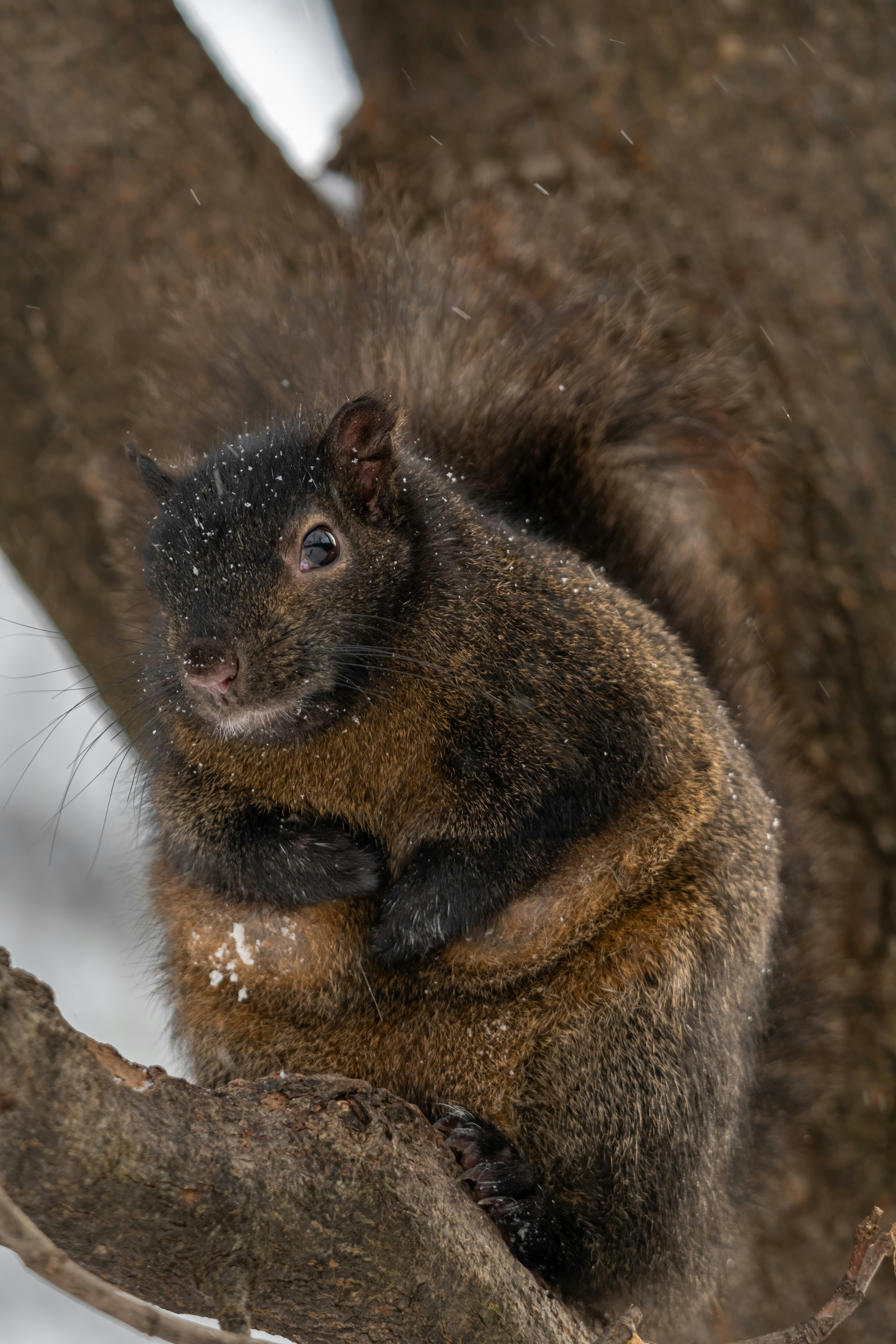 Midwinter Gaze: A Squirrel Perched on a Snow-Dusted Branch