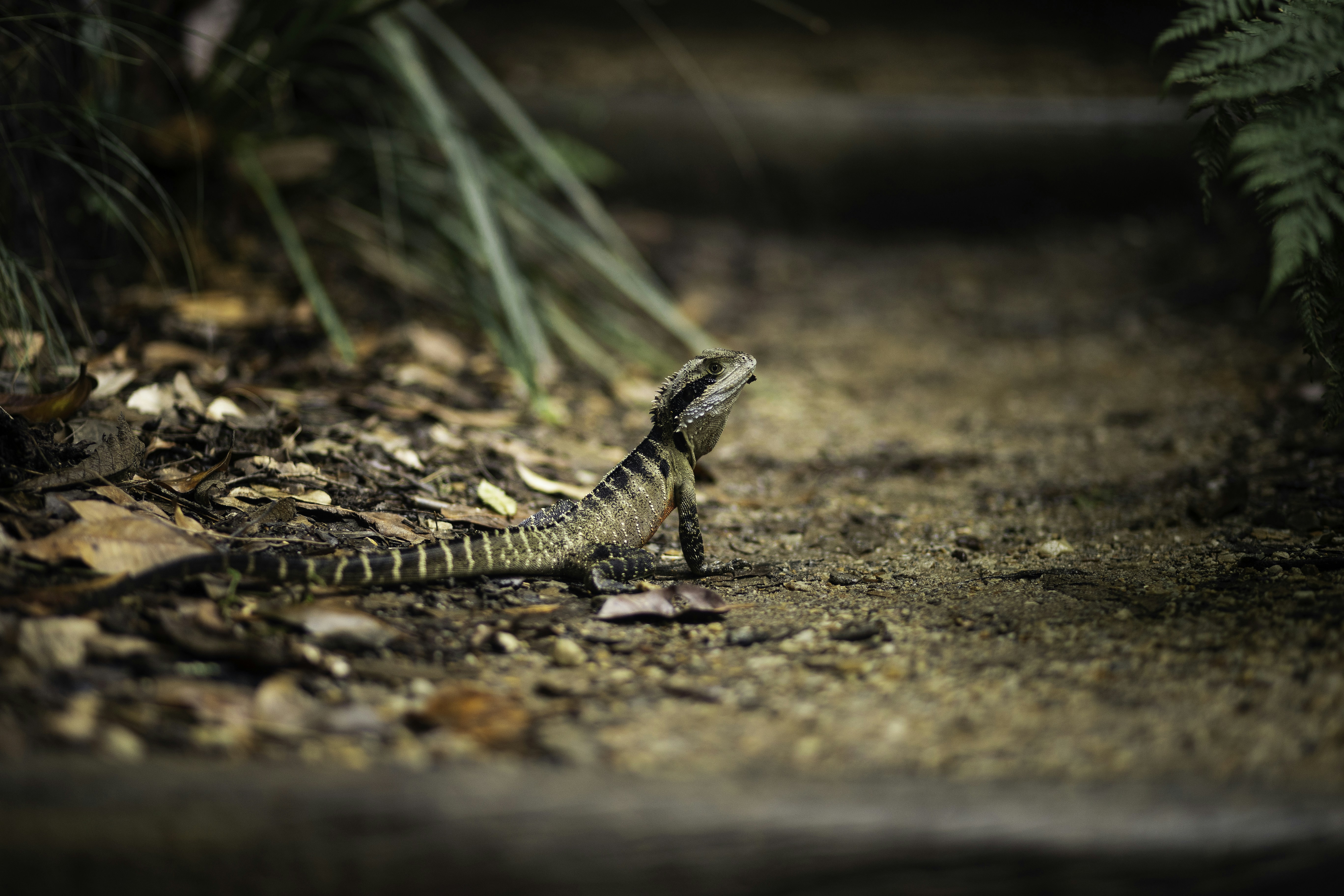 On the Edge of Shadow: a lizard scans a leaf-strewn trail