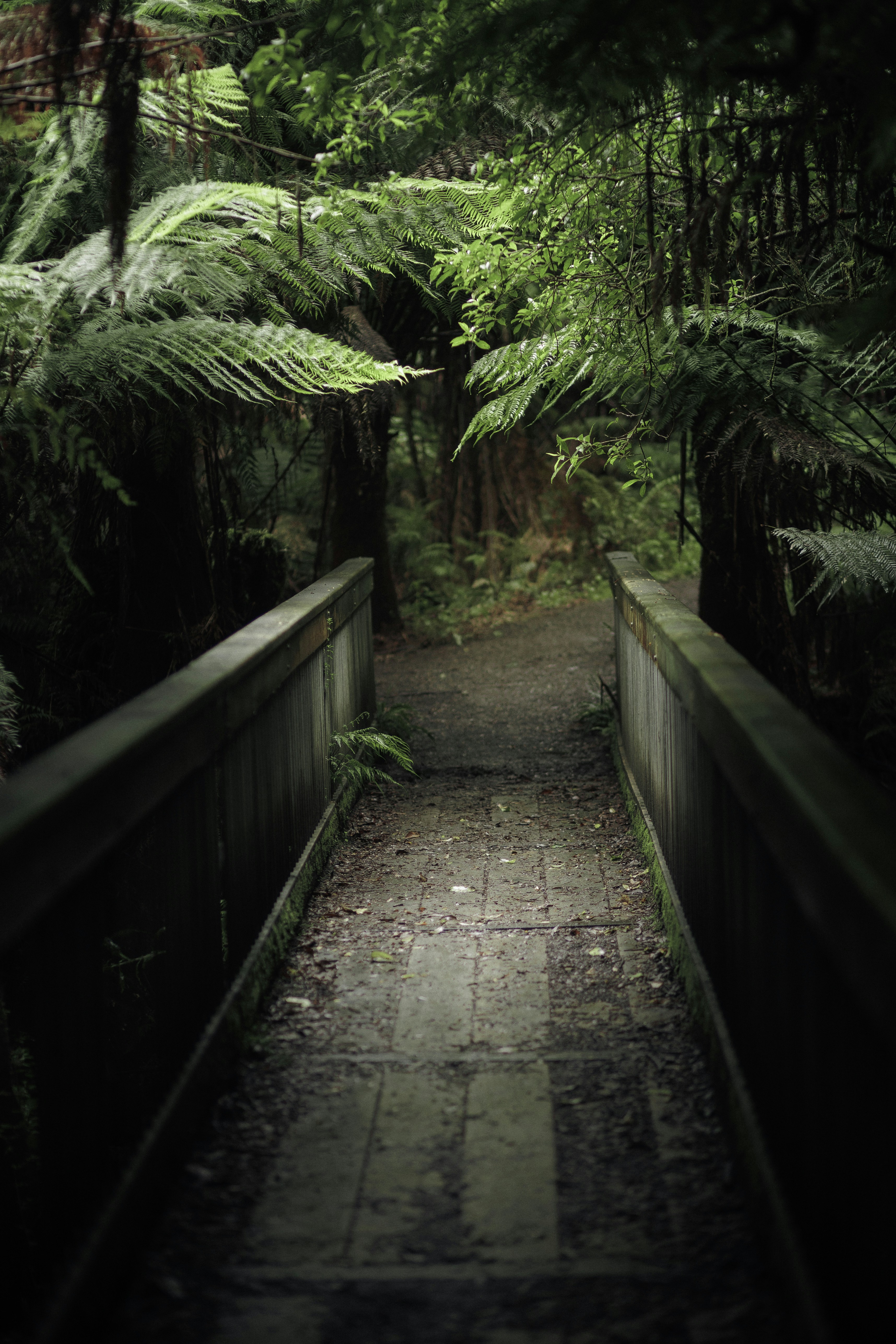 A path through a forest with lots of trees photo – Free Land Image on ...