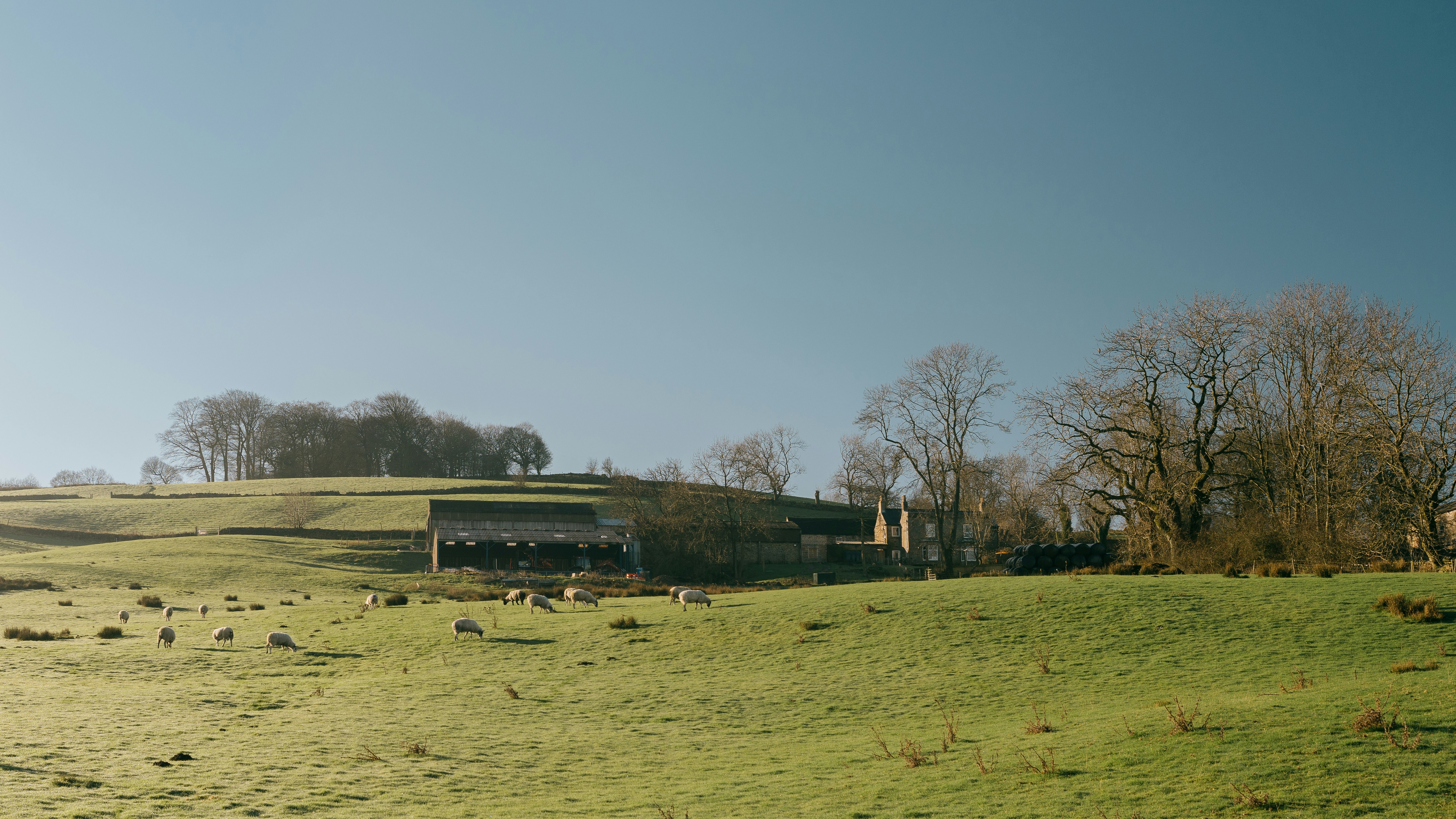 Sunlit Pasture and Sheep Beneath a Quiet Farm